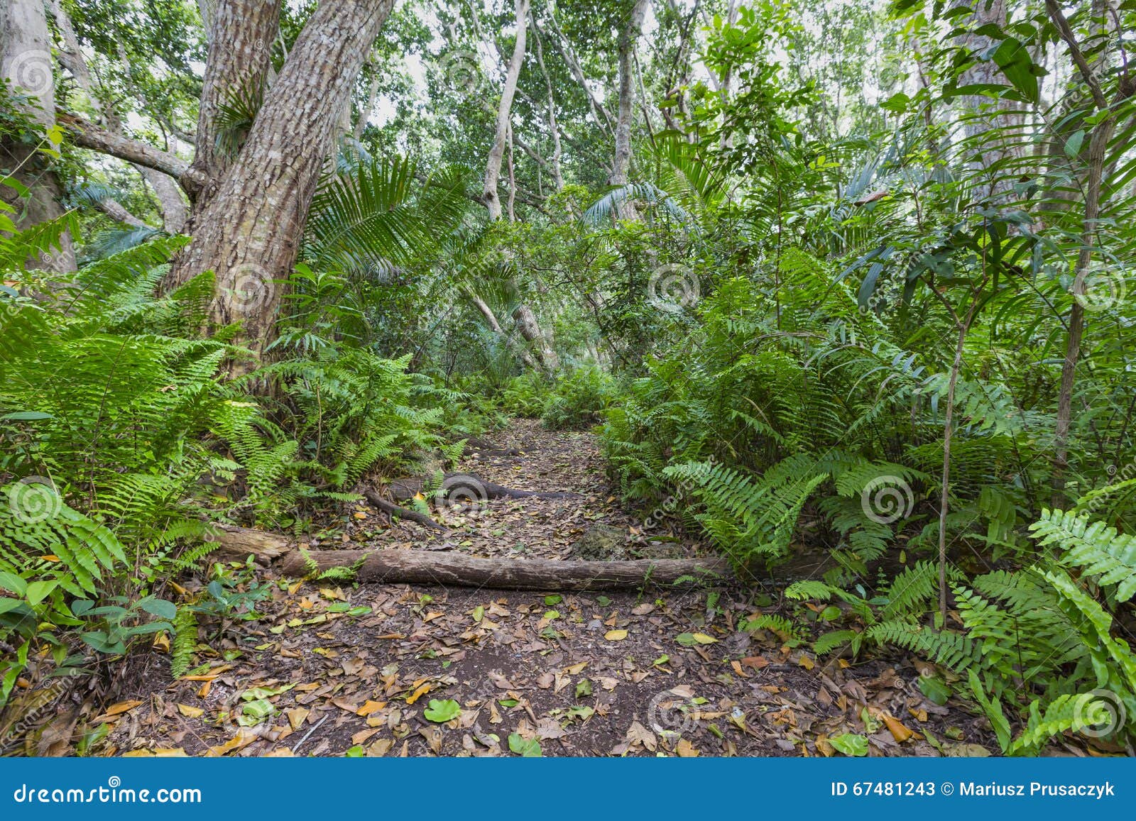 Jozani Forest, Zanzibar, Tanzania Stock Image - Image of scenic ...