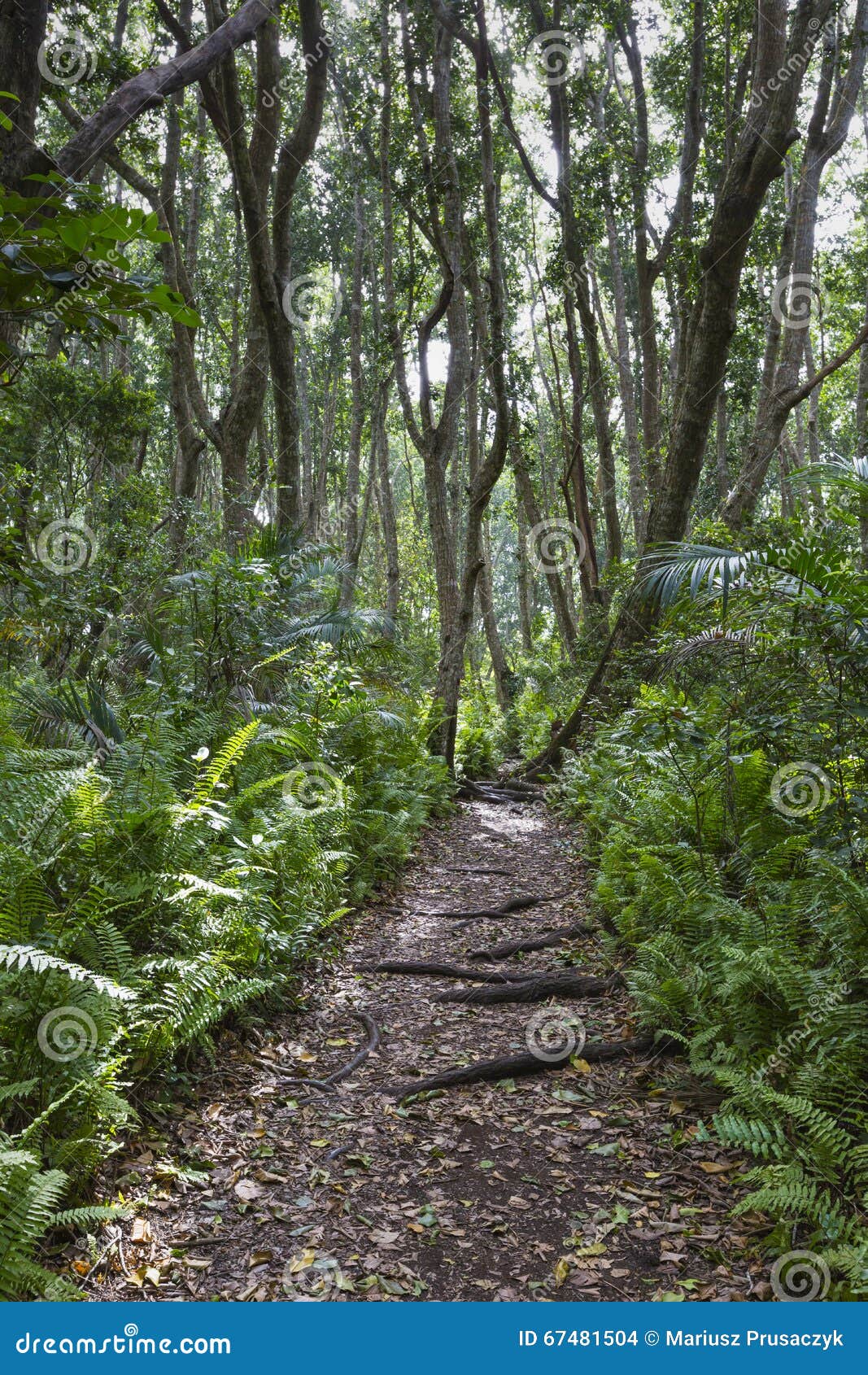 Jozani Forest, Zanzibar, Tanzania Stock Photo - Image of jozani ...