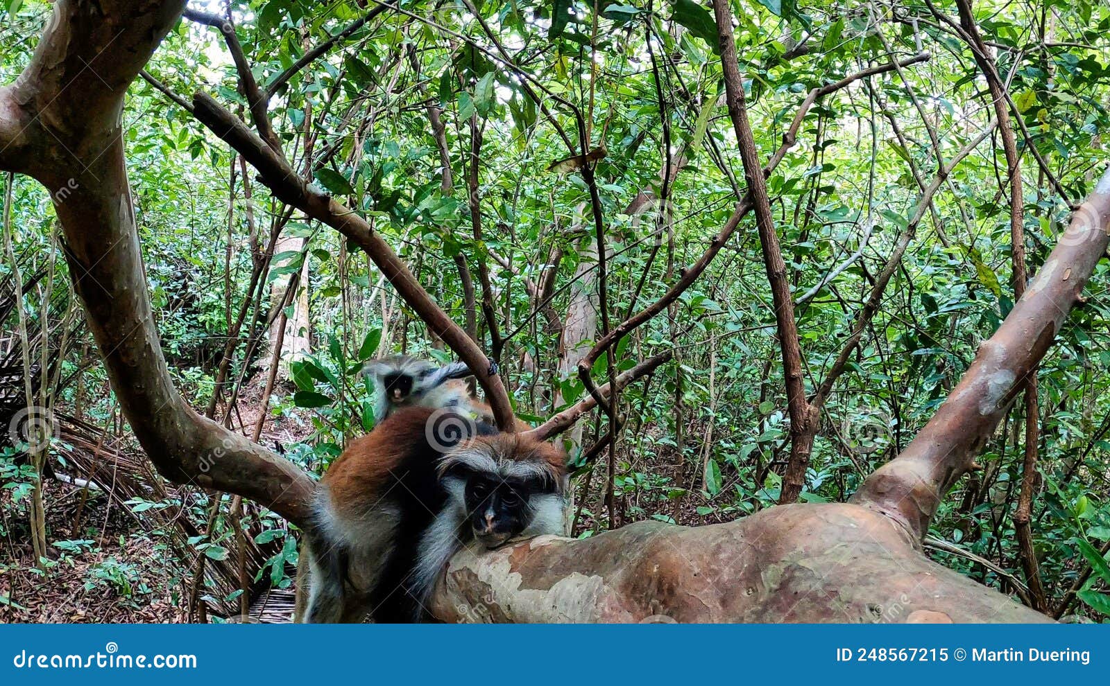 Jozani Forest Red Colobus Monkeys in the Forest Stock Image - Image of ... Jozani Forest Red Colobus Monkeys in the Forest Stock Image - Image of ...