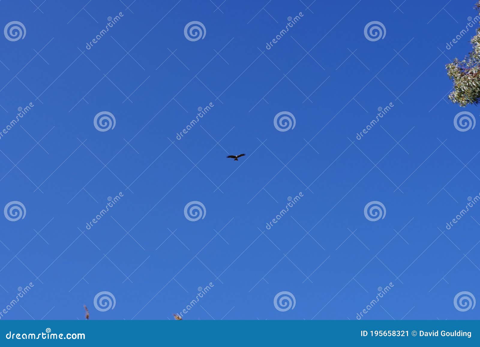 Soaring Raptor Above Rugged Mountain Peaks Stock Photography ...