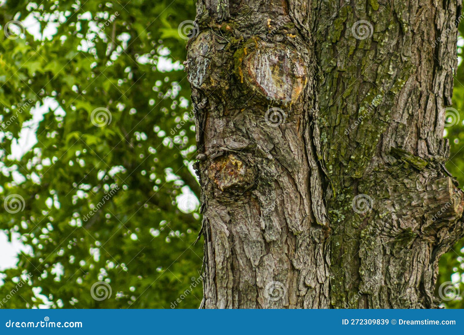 20170429-56 stock image. Image of forest, green, abstract - 272309839