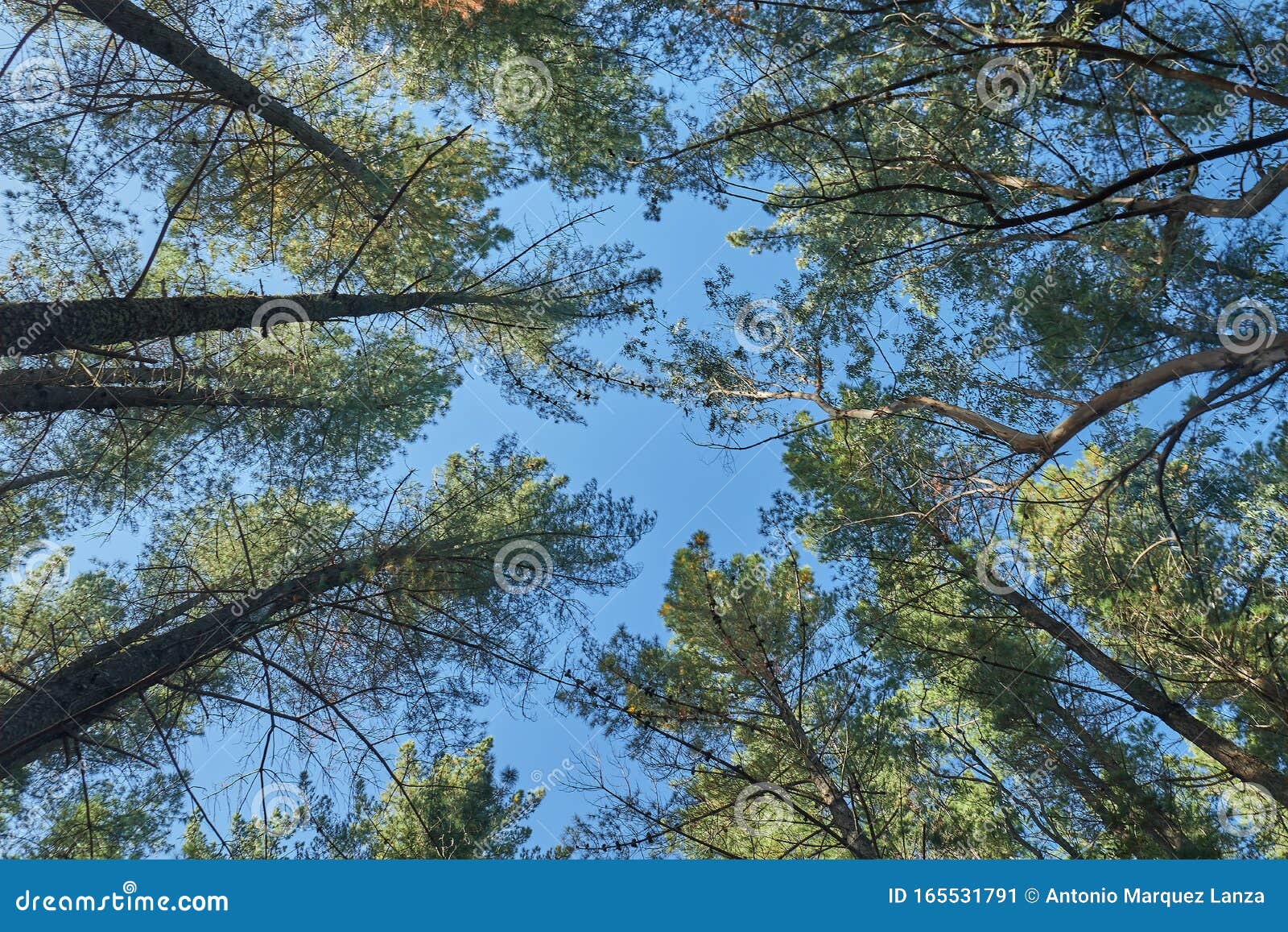 1,999 Big Pines Photos - Free & Royalty-Free Stock Photos from Dreamstime