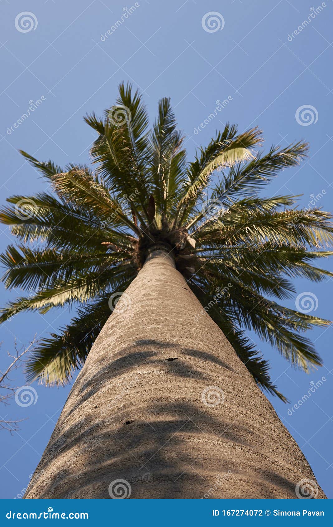 Jubaea chilensis palm foto de stock. Imagem de chileno - 167274072