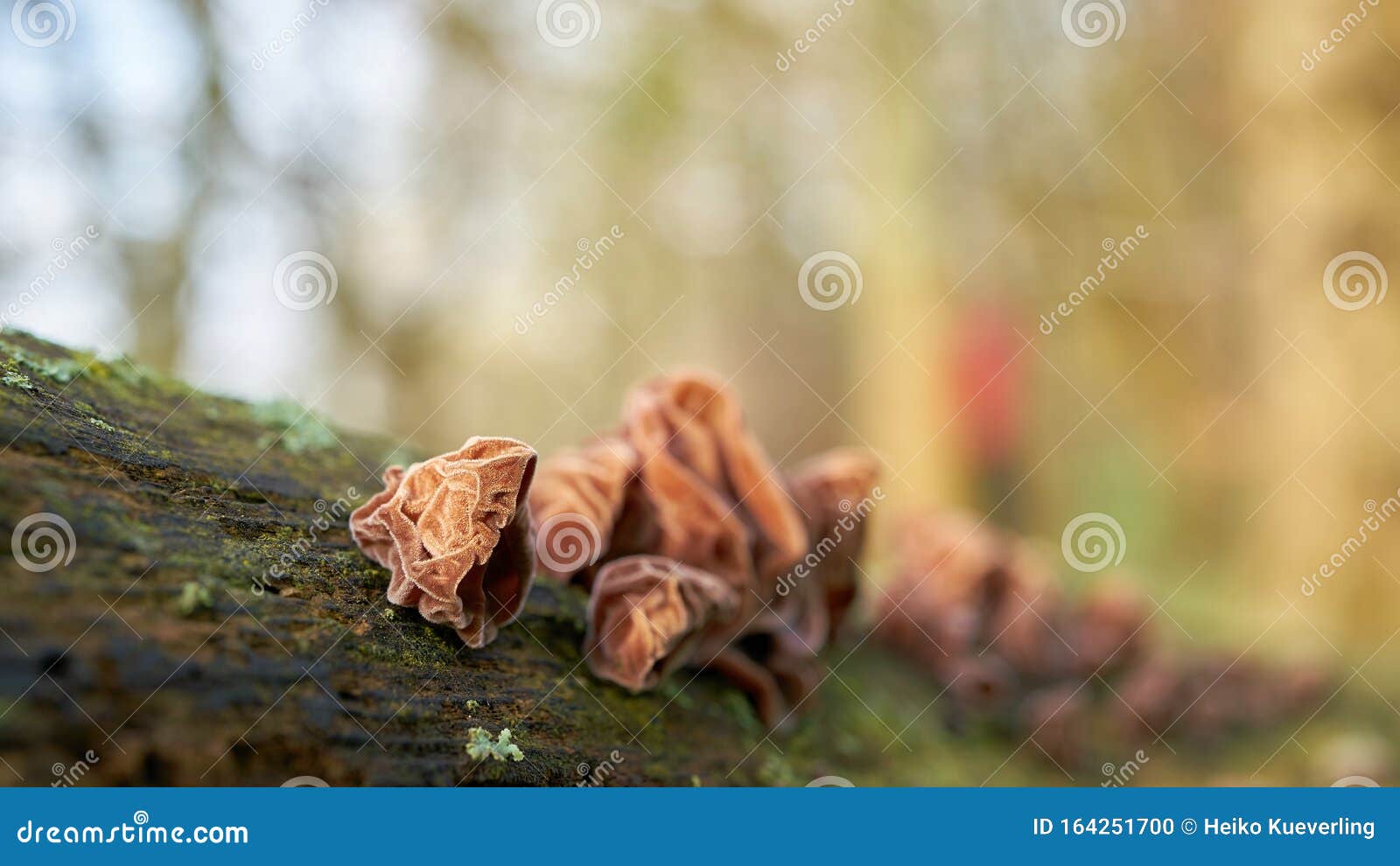 Judas Ear Auricularia Auricula-judae On A Dead Tree Royalty-Free Stock ...