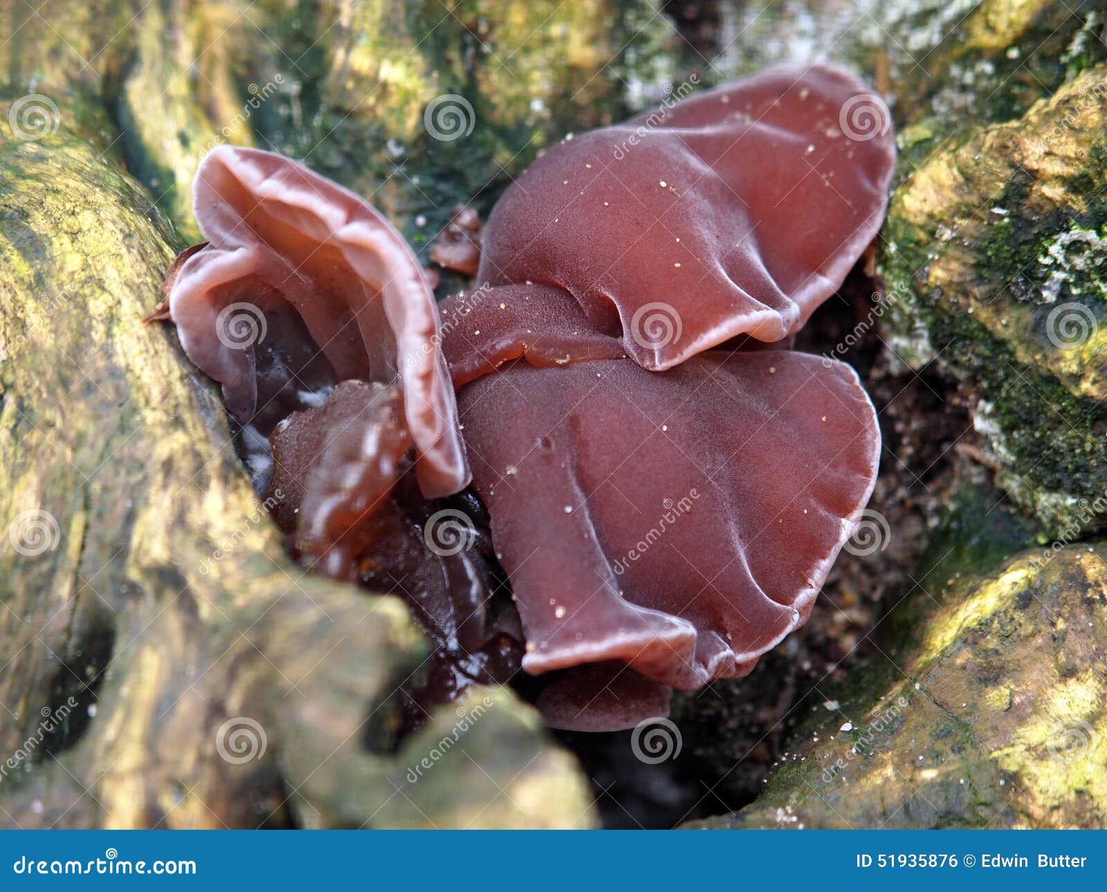 Judas Ear stock photo. Image of forest, pattern, judae - 51935876