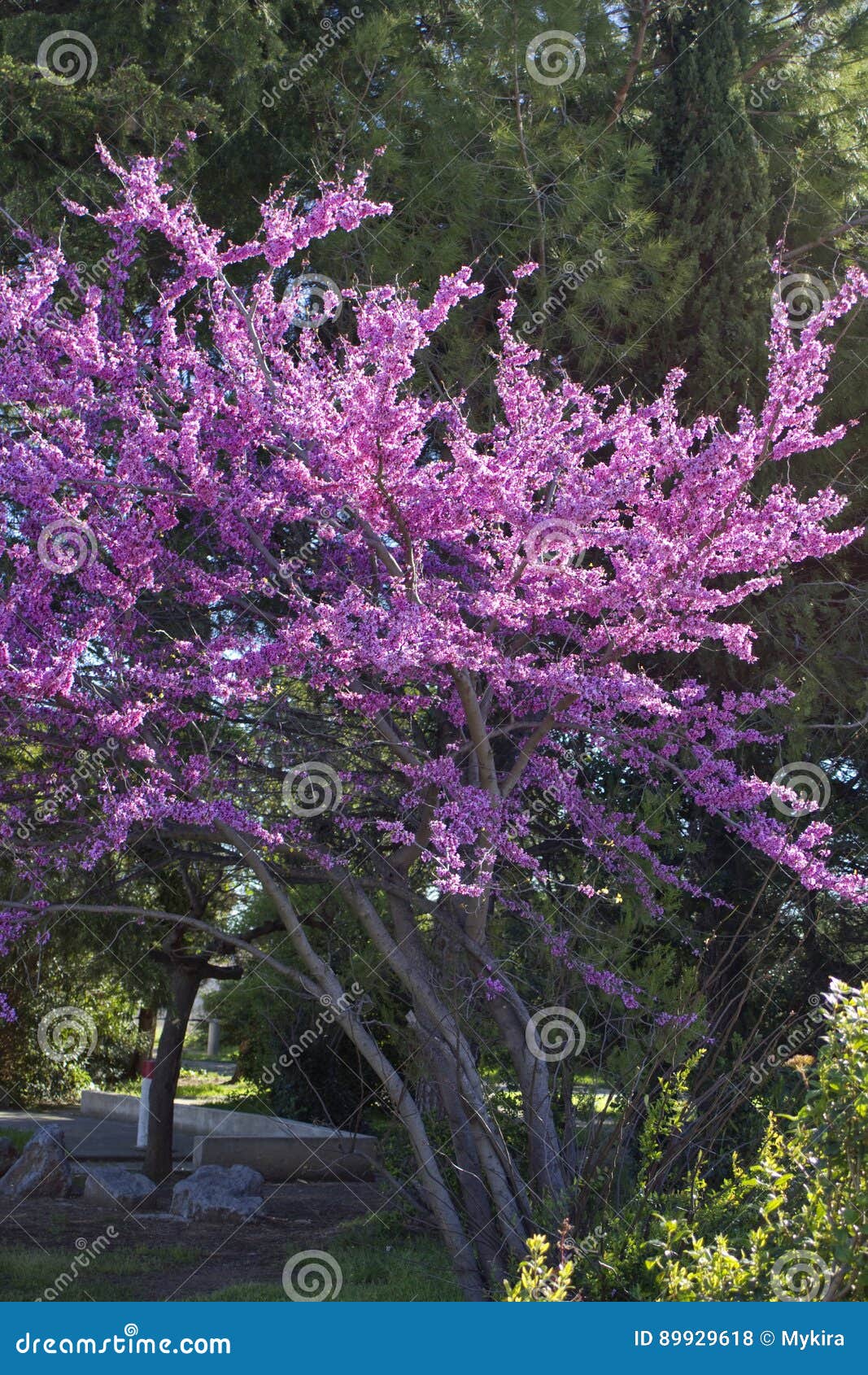 Judas Tree Cercis Canadensis. Blossoming Tree in a Park Stock Photo ...