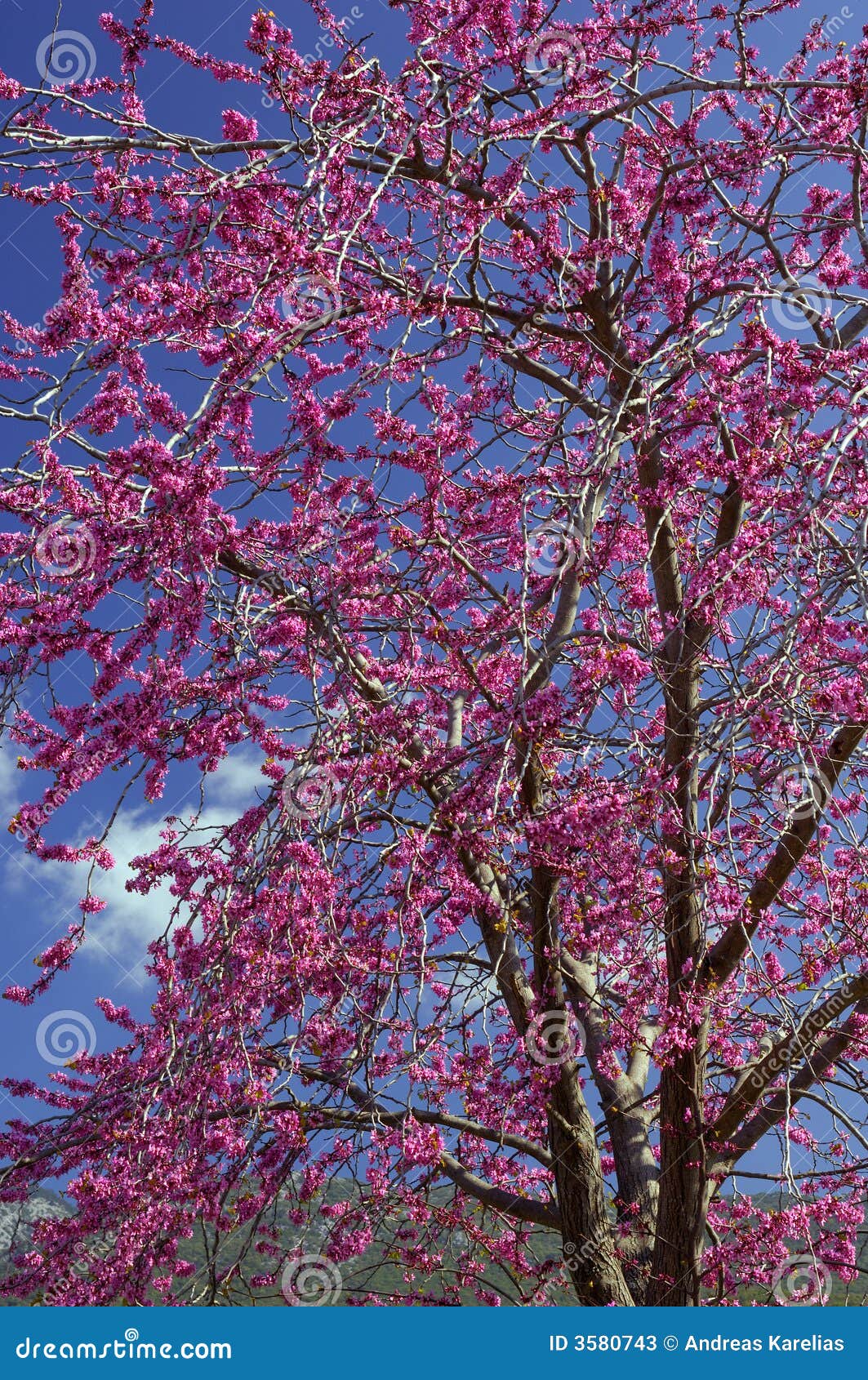 Cercis Siliquastrum, Commonly Known As The Judas Tree Or Judas-tree ...