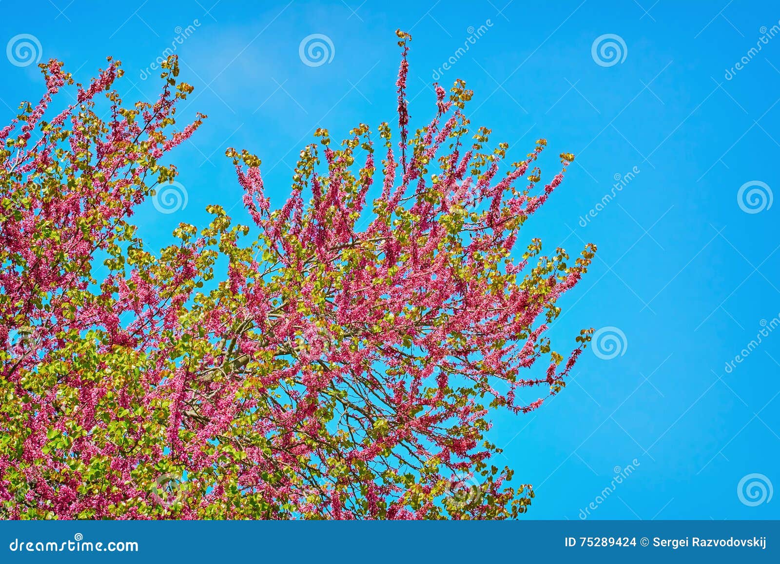 Cercis Siliquastrum, Commonly Known As The Judas Tree Or Judas-tree ...
