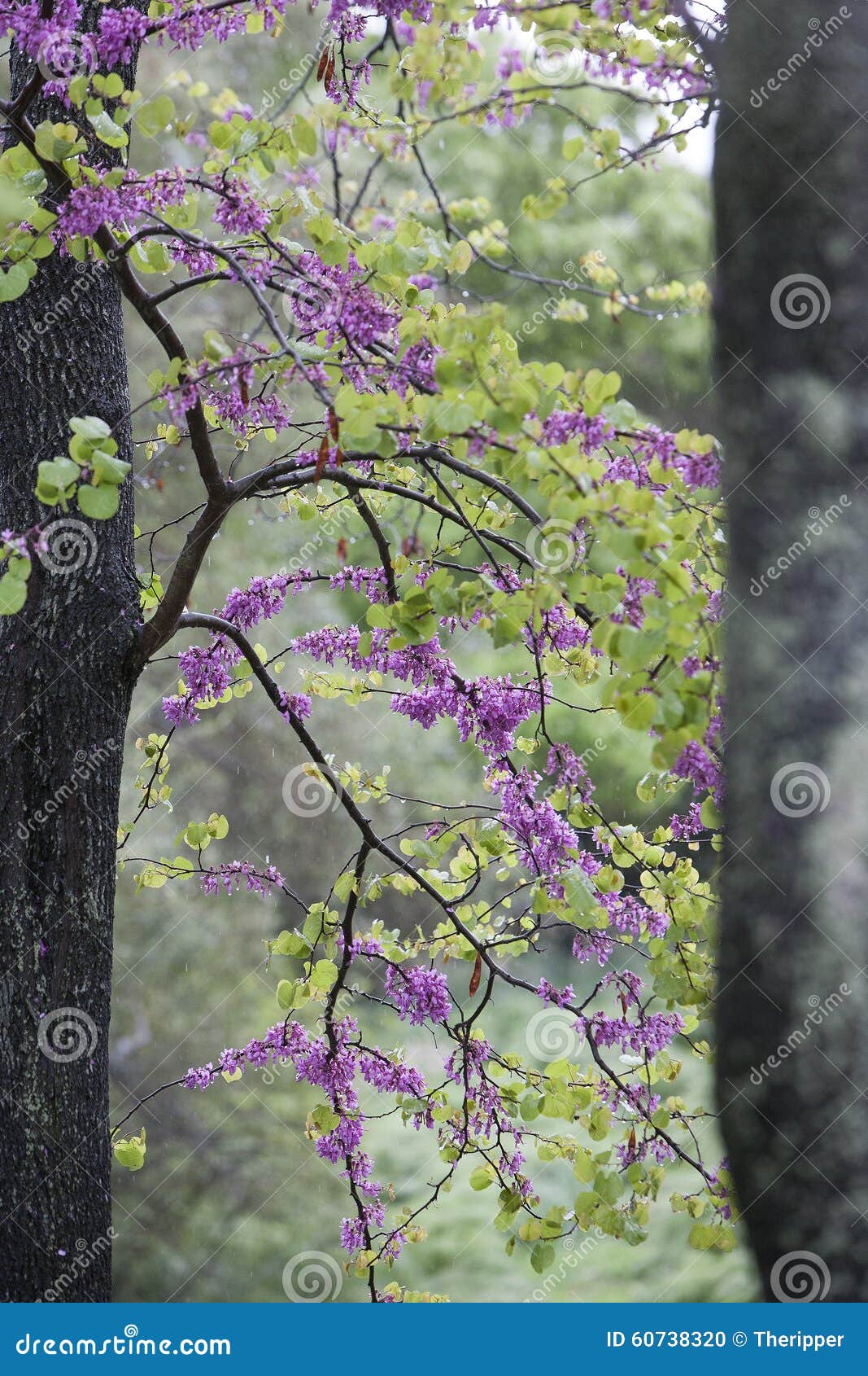 Judas tree stock photo. Image of flora, season, nature - 60738320