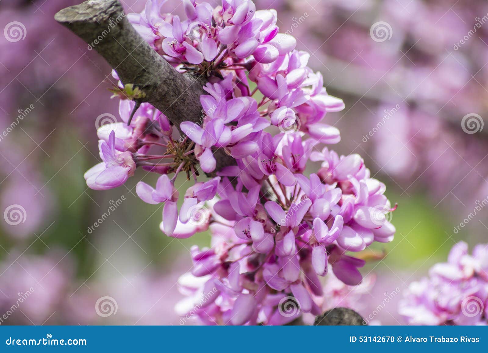 Judas Tree Flower (Cercis Siliquastrum) Stock Photo - Image of foliage ...