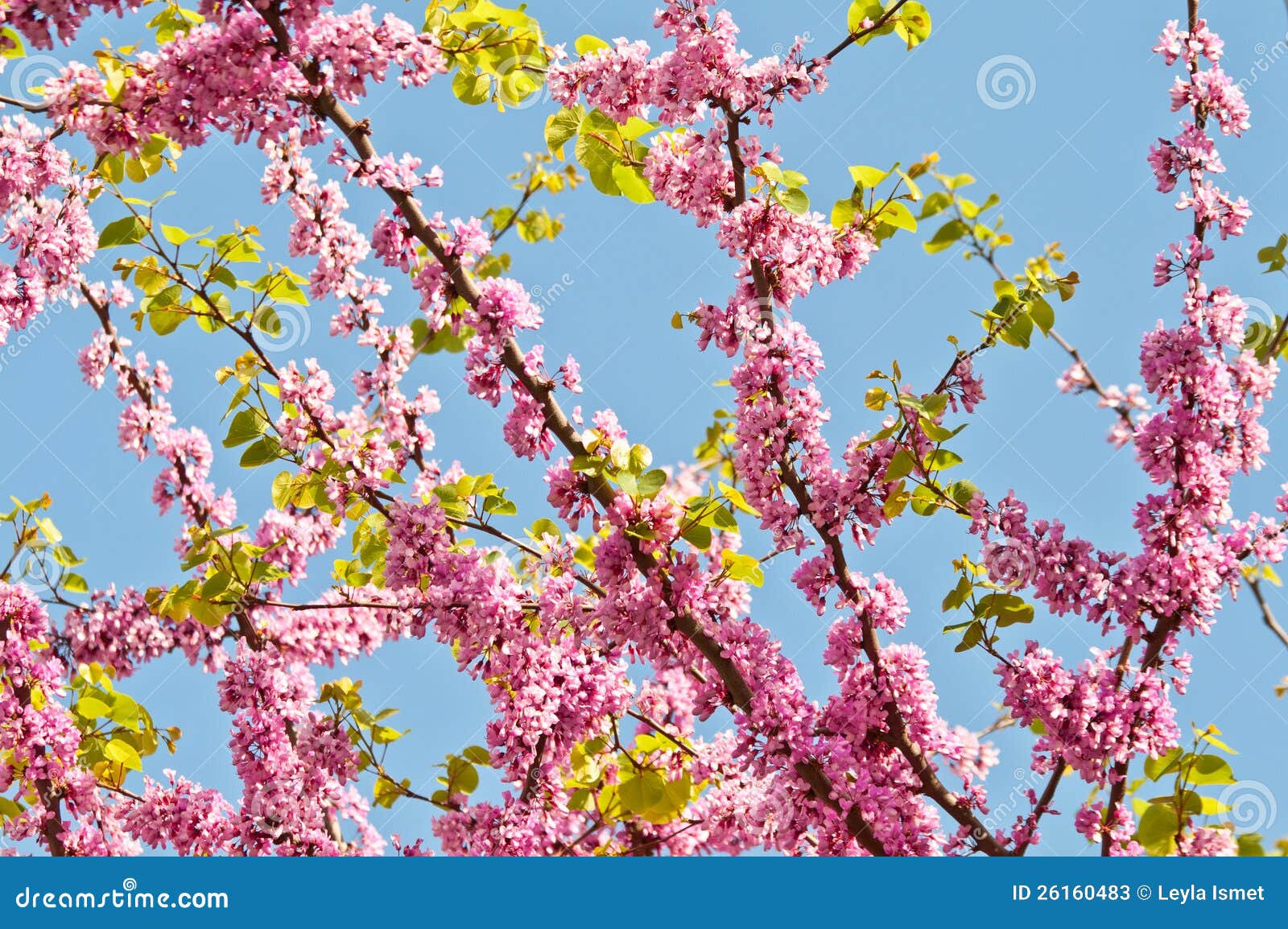Judas Tree Flower and Leaves Stock Image - Image of judas, environment ...