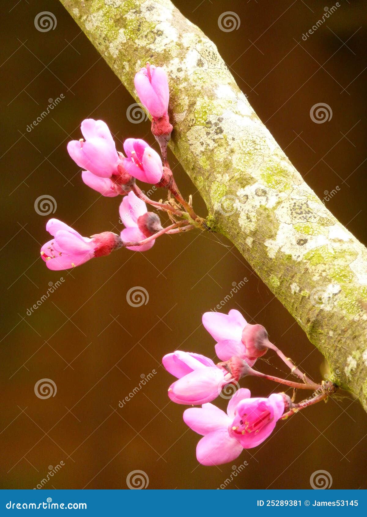 Judas Tree Flowers stock image. Image of bright, siliquastrum - 25289381