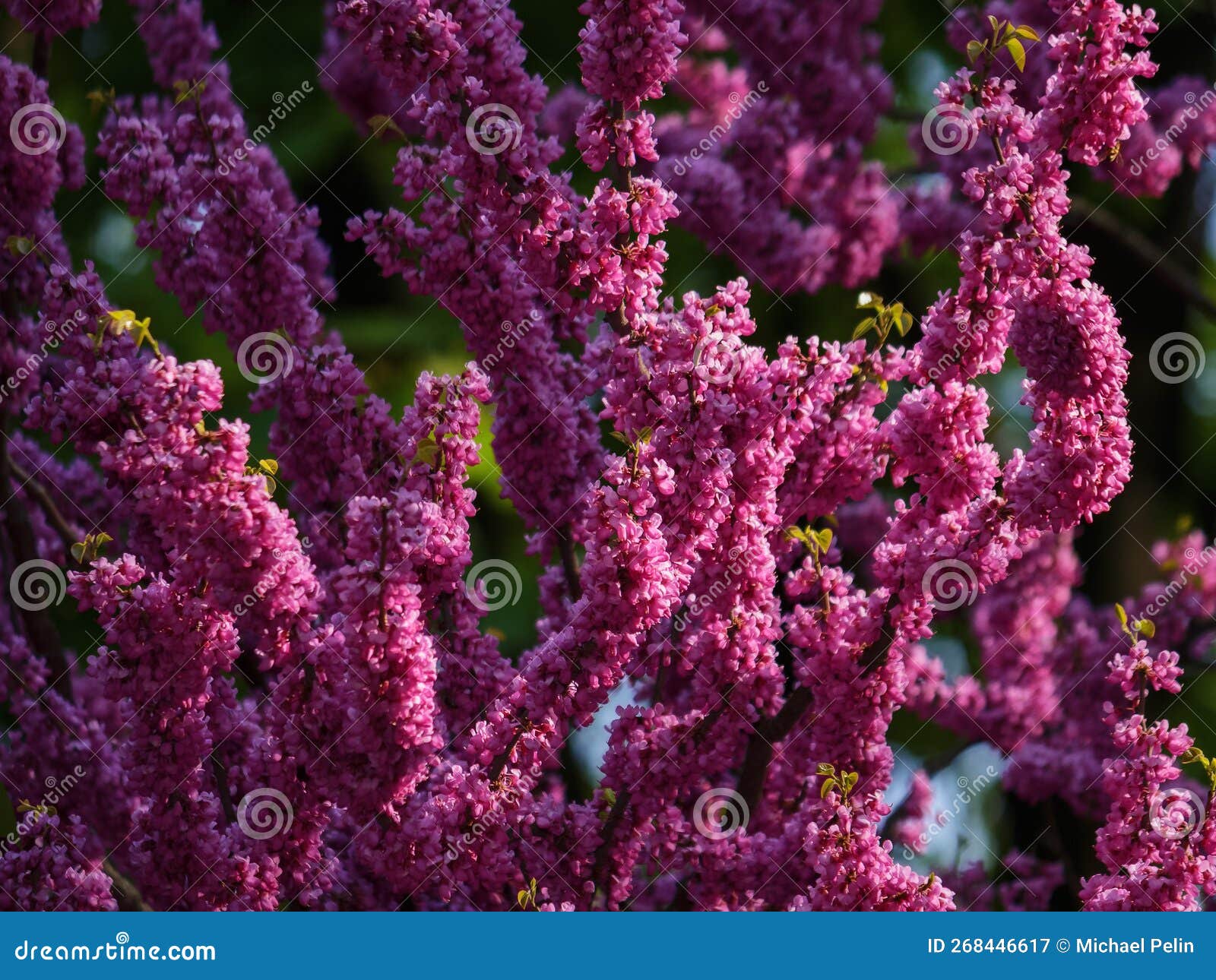 Judas tree in full blossom stock image. Image of fresh - 268446617