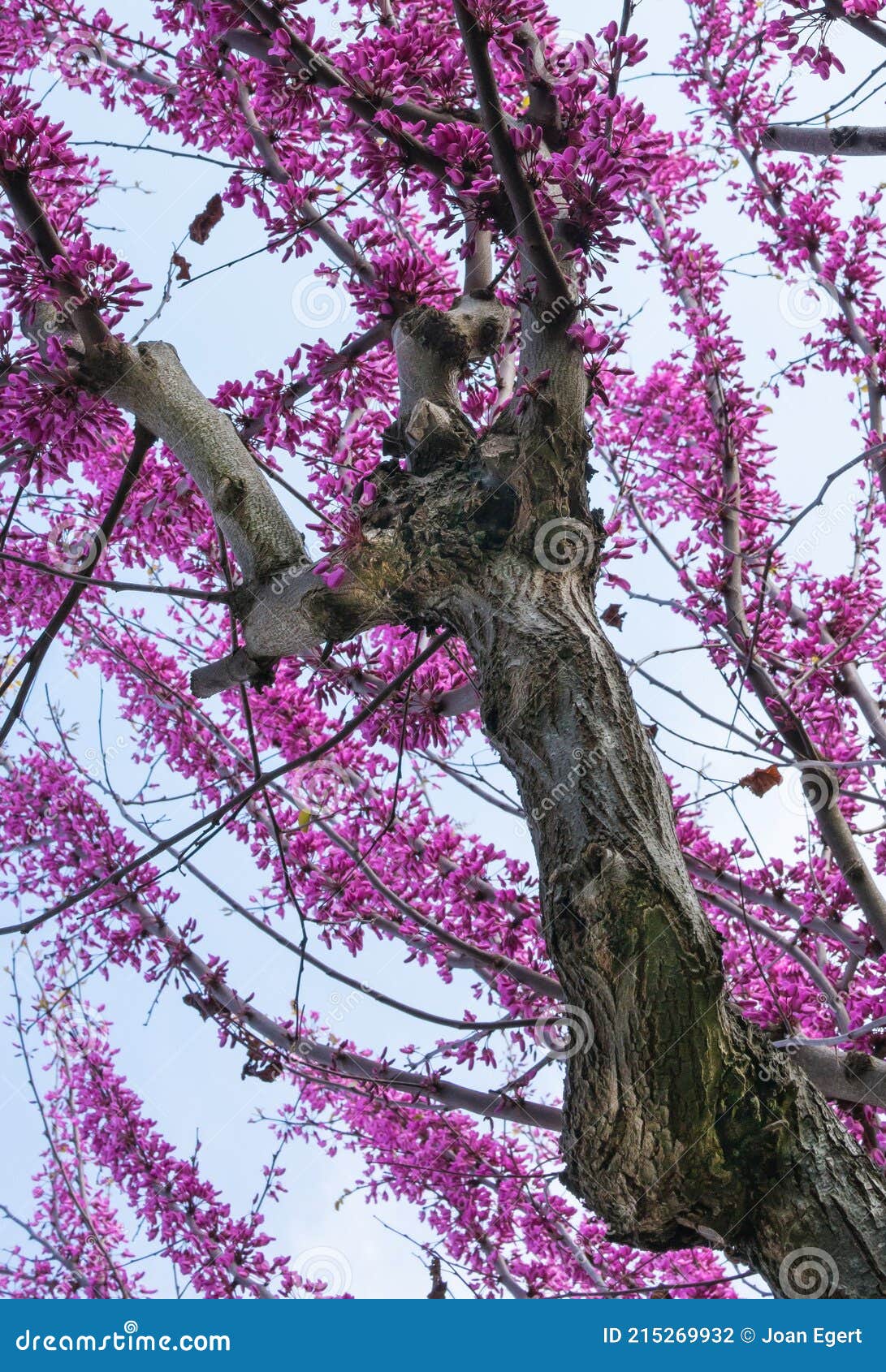 Judas Tree in Full Flowering Stock Photo - Image of nature, spring ...