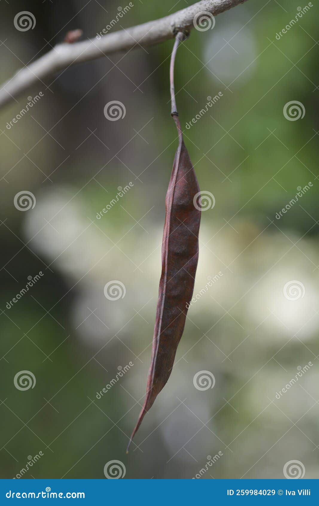 Judas tree stock image. Image of judas, plant, fruit - 259984029