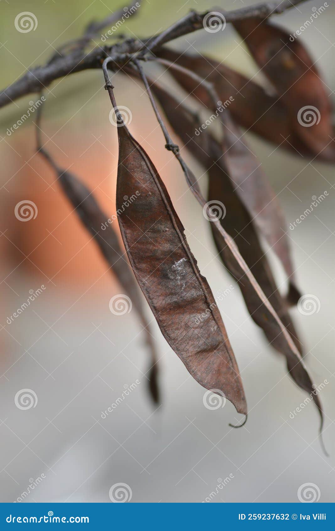 Judas tree stock photo. Image of fruit, outdoors, judastree - 259237632
