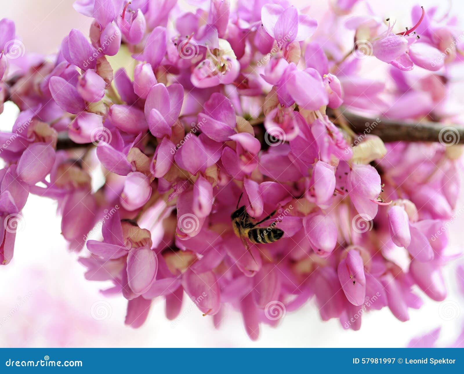 Judas Tree Spring Flowering. Stock Image - Image of fragrance, closeup ...