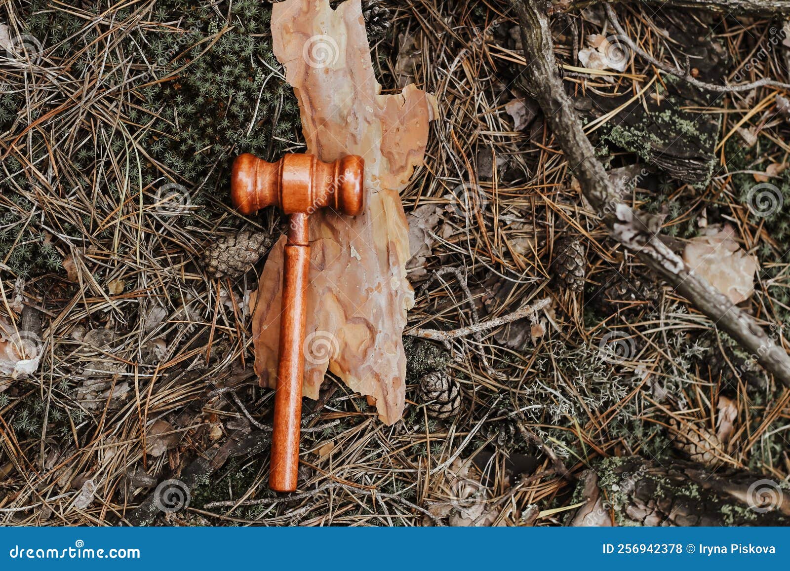 Judge S Gavel on a Tree in the Bark, Concept of Forest Law and Nature ... Judge S Gavel on a Tree in the Bark, Concept of Forest Law and Nature ...