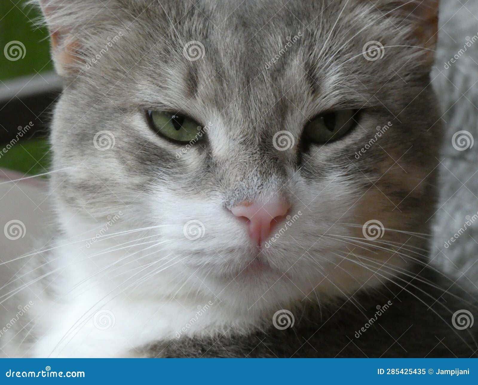 Judging cat stock image. Image of judging, looks, nothappy - 285425435