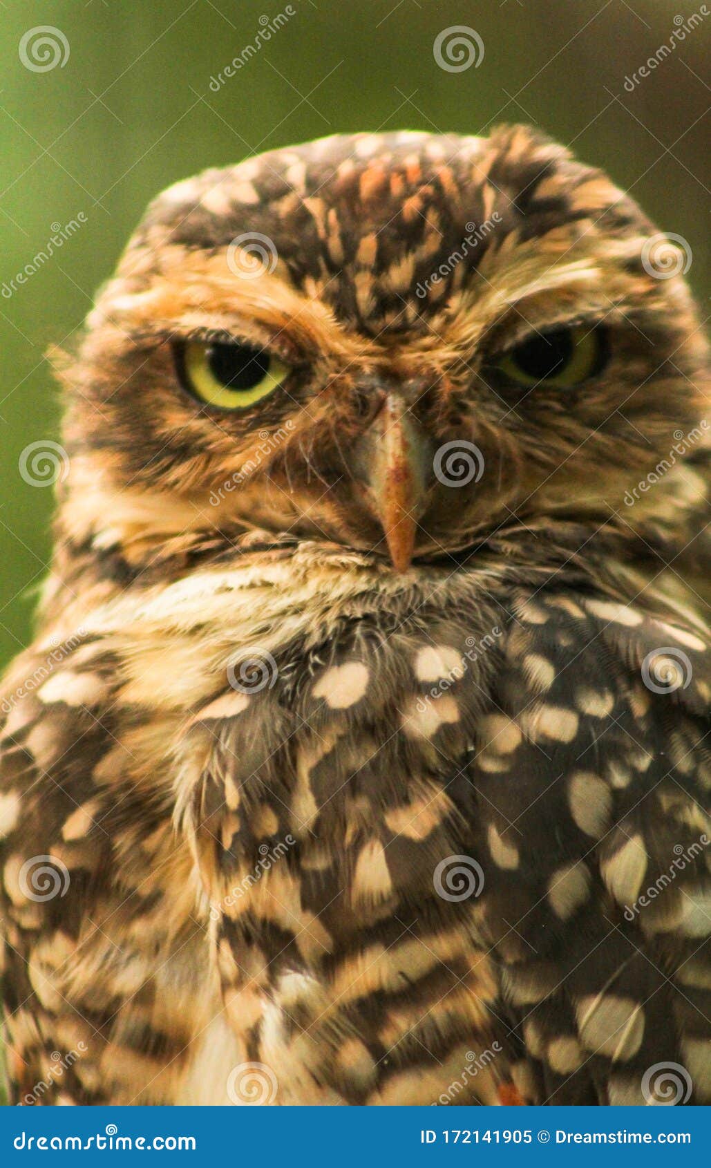 The judgment look stock image. Image of judgment, nature - 172141905