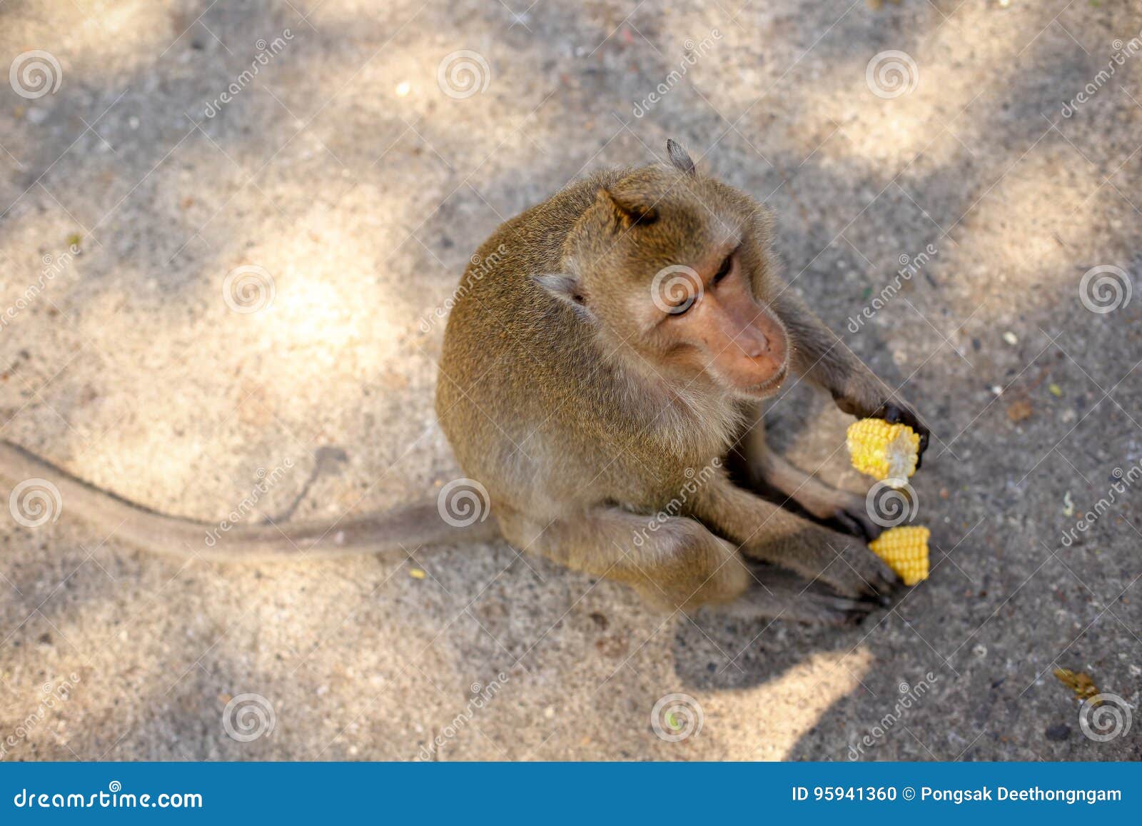 Juego De Los Monos Y Mirada Alrededor Foto de archivo - Imagen de ...