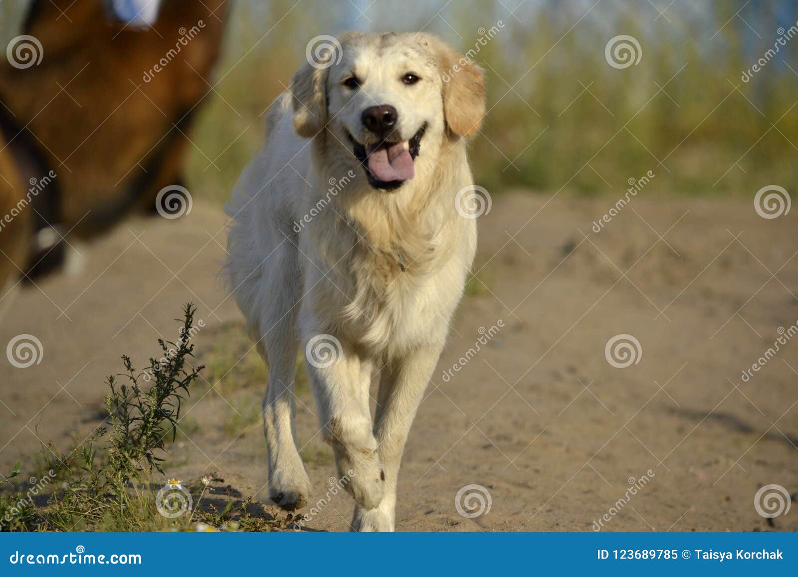 Juego De Los Perros Con Uno a Perro Perdiguero De Labrador Imagen de ...