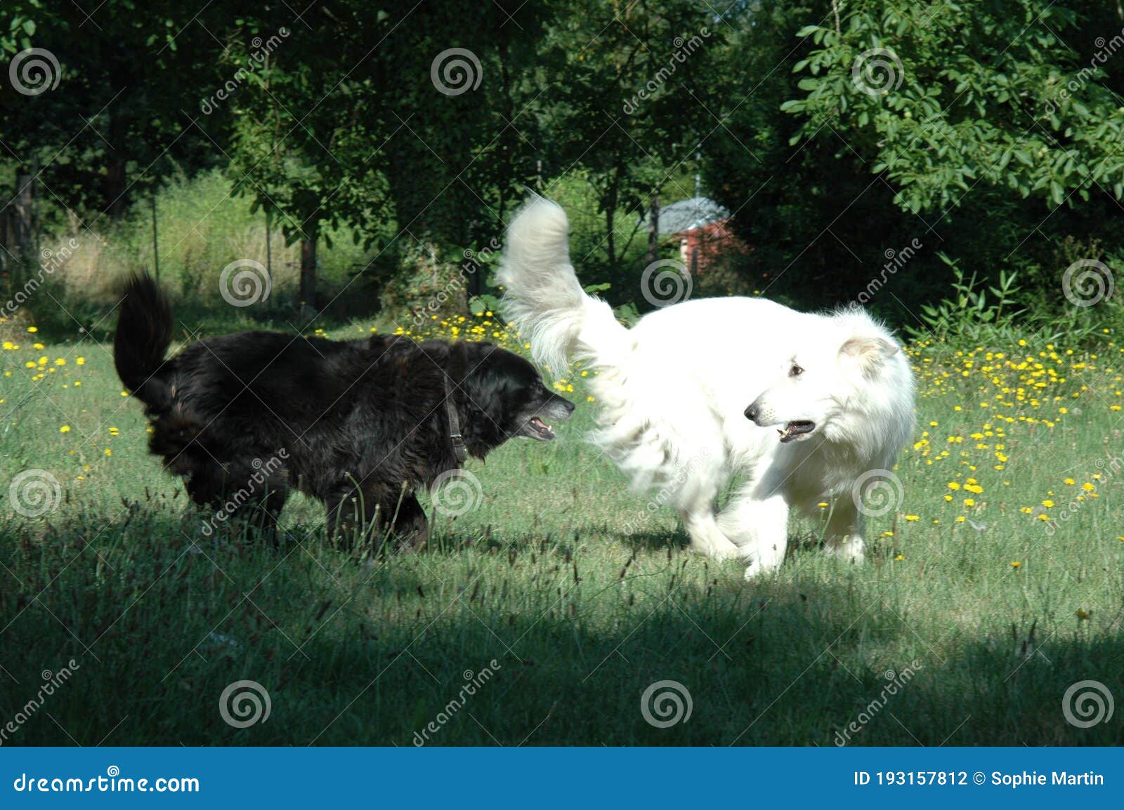 Juego De Pastor Y Labrador Blanco Suizo Foto de archivo - Imagen de ...