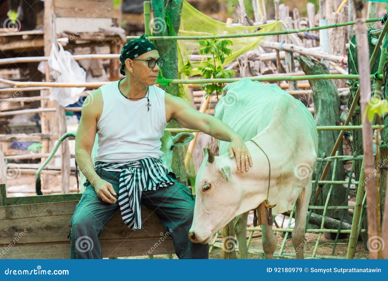 Juego Del Hombre Con La Vaca Imagen de archivo - Imagen de juego ...