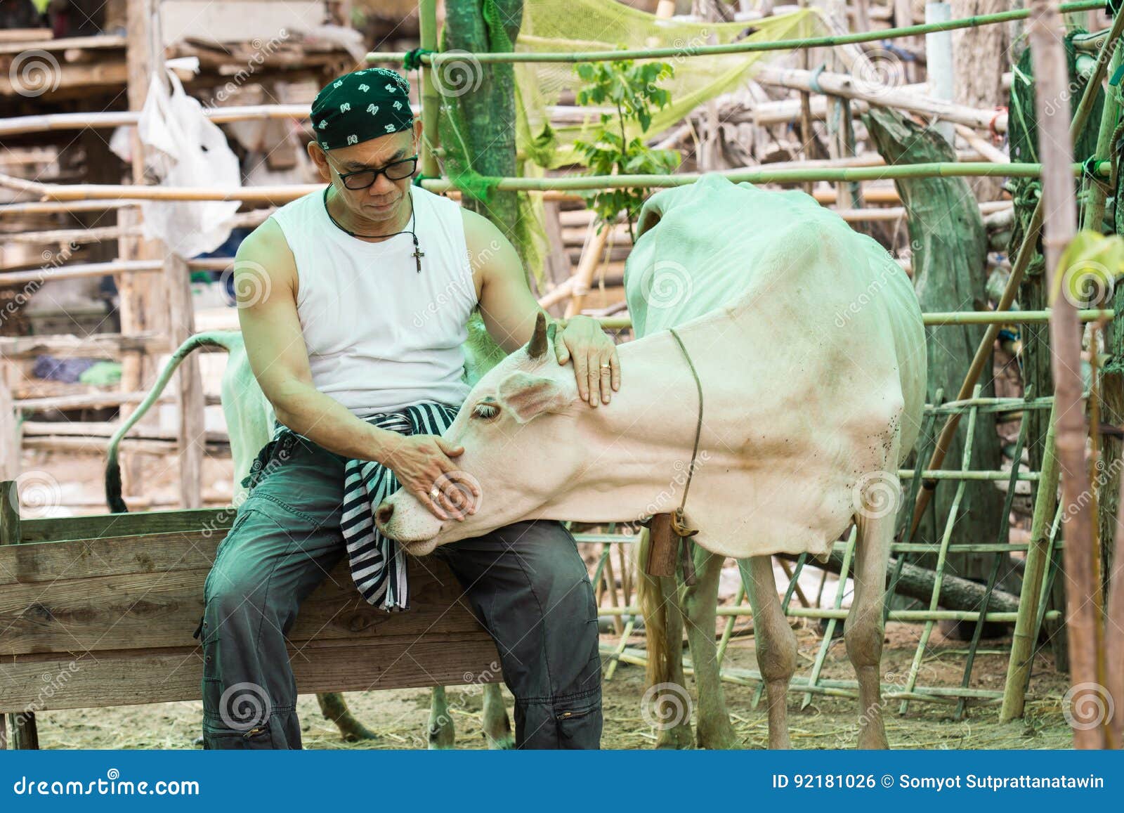 Juego Del Hombre Con La Vaca Foto de archivo - Imagen de amor, vaca ...