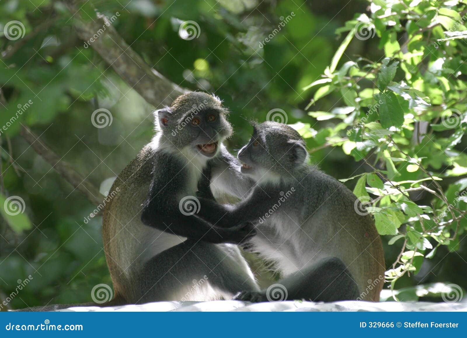 Juego del mono foto de archivo. Imagen de comportamiento - 329666