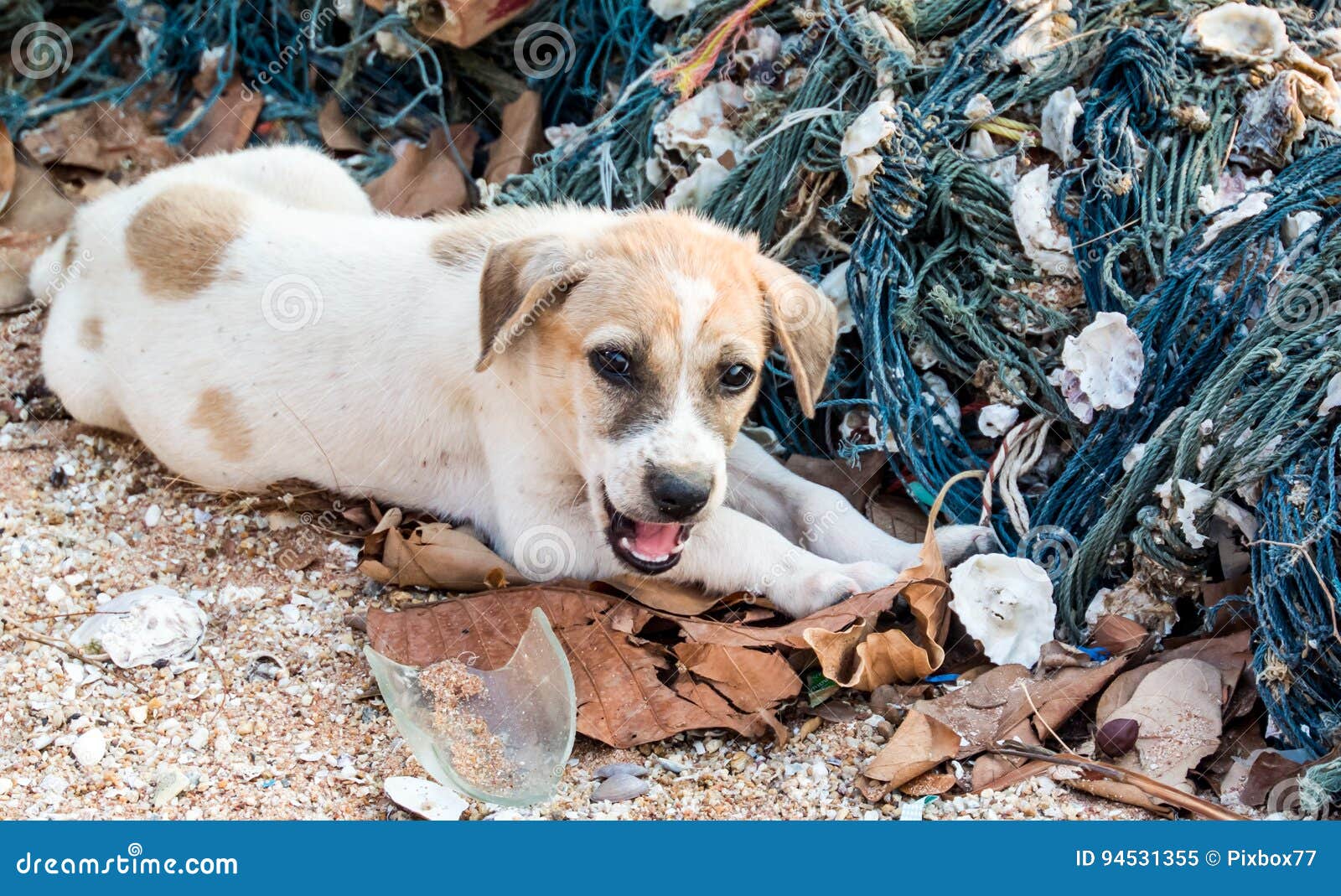 Juego Lindo Del Perro De Perrito Con Desperdicios Imagen de archivo ...