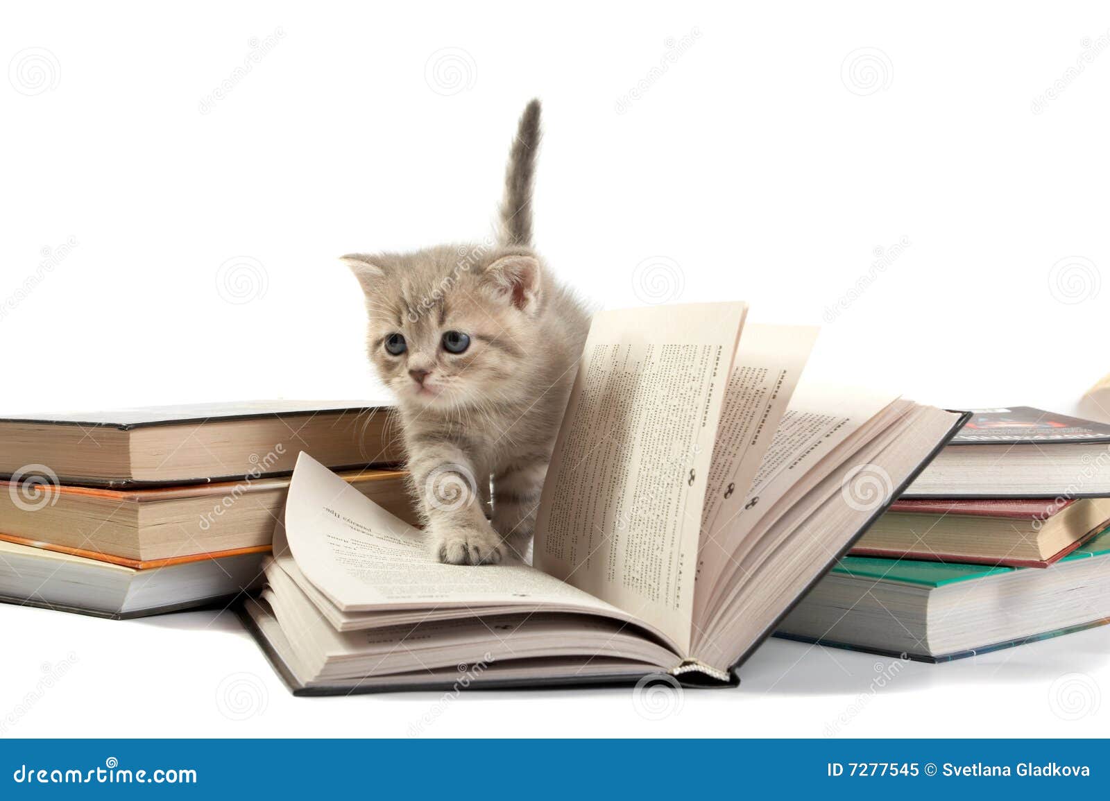 Juegos Del Gatito Con El Libro Imagen de archivo - Imagen de escocés ...