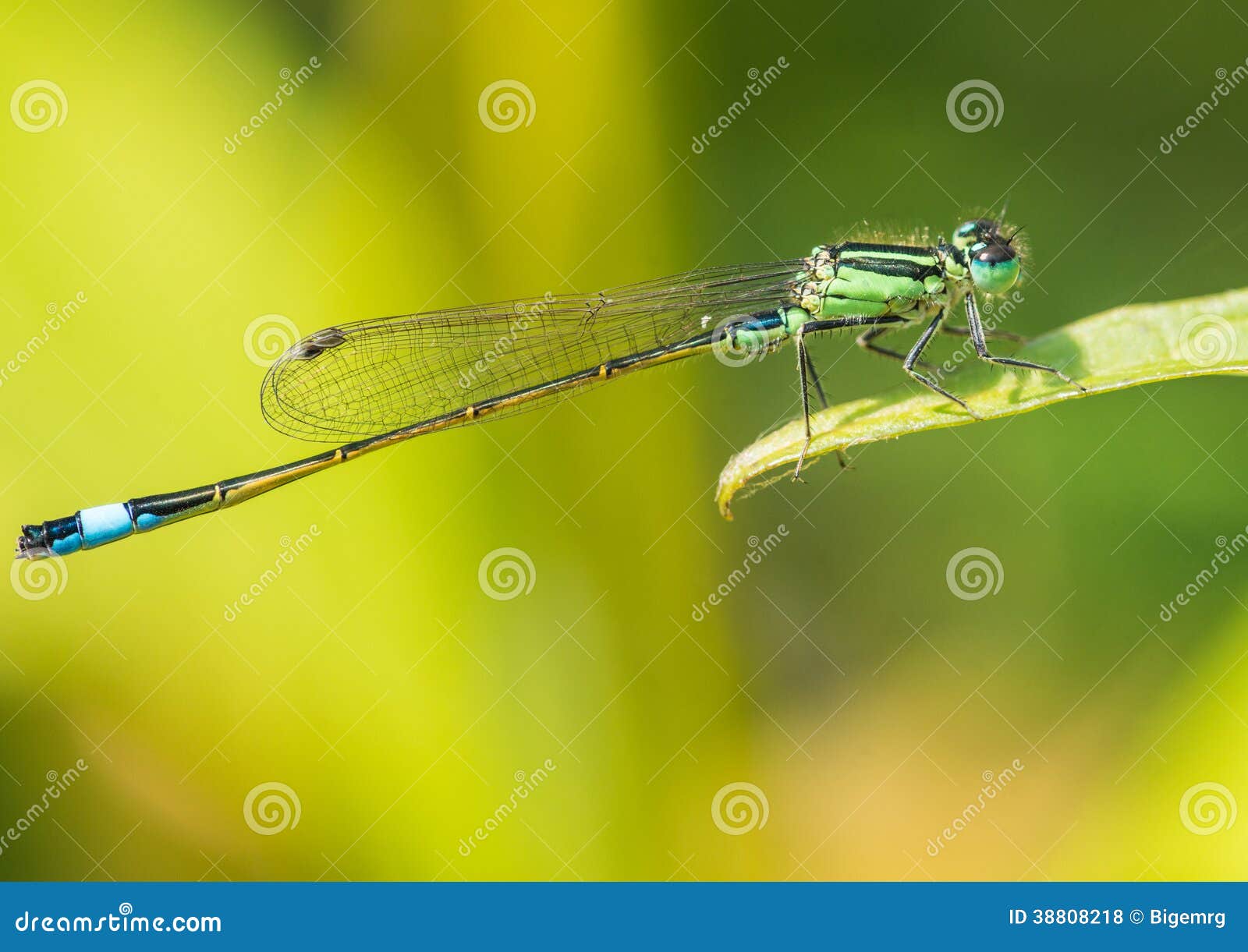 Juffer Met De Blauwe Staart Stock Foto - Image of sluit, macro: 38808218