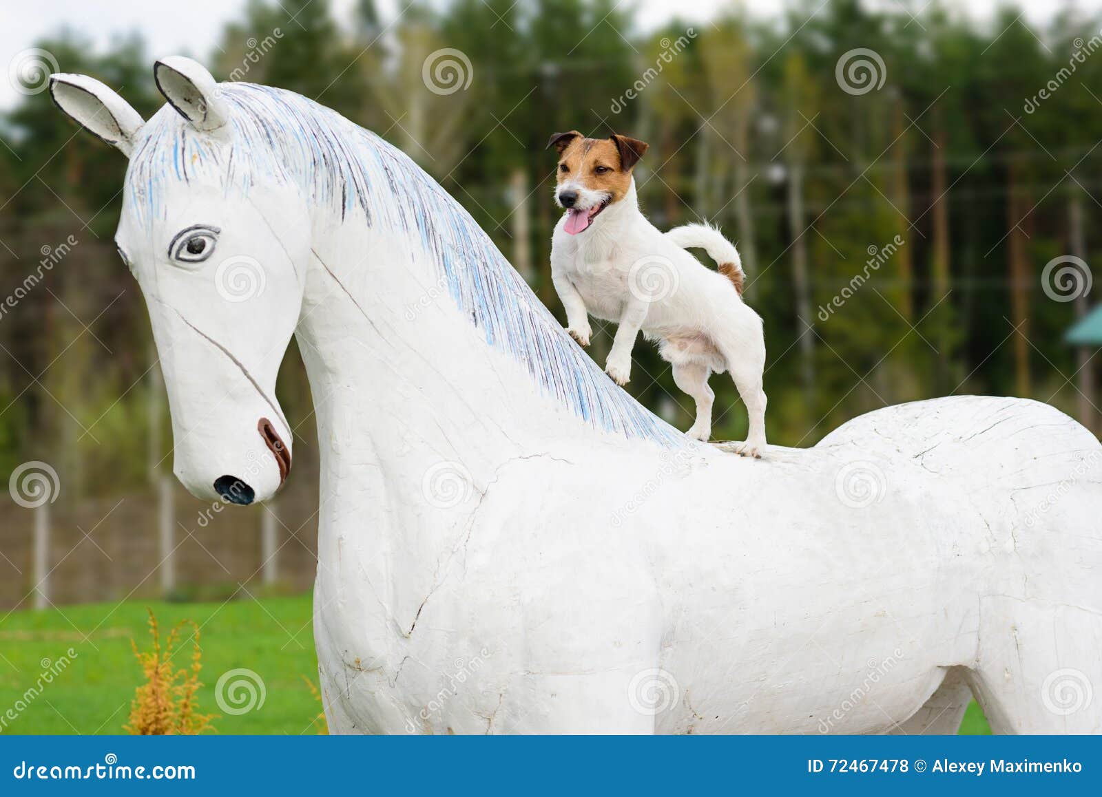 Jugando El Caballo Blanco Que Monta Del Perro Derecho a Caballo Foto de ...