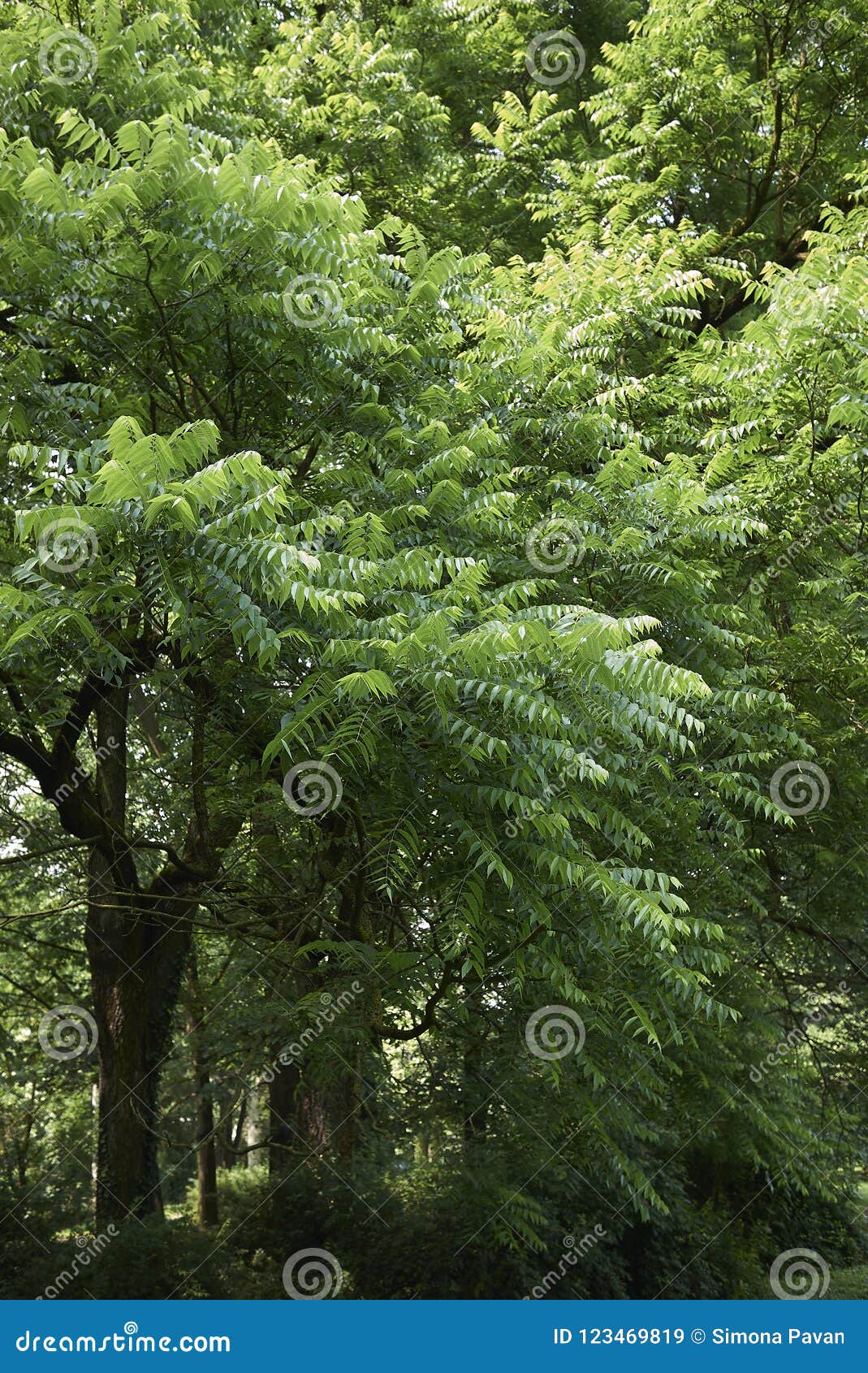 Foliage of Juglans Nigra Tree Stock Image - Image of flora, juglans ...