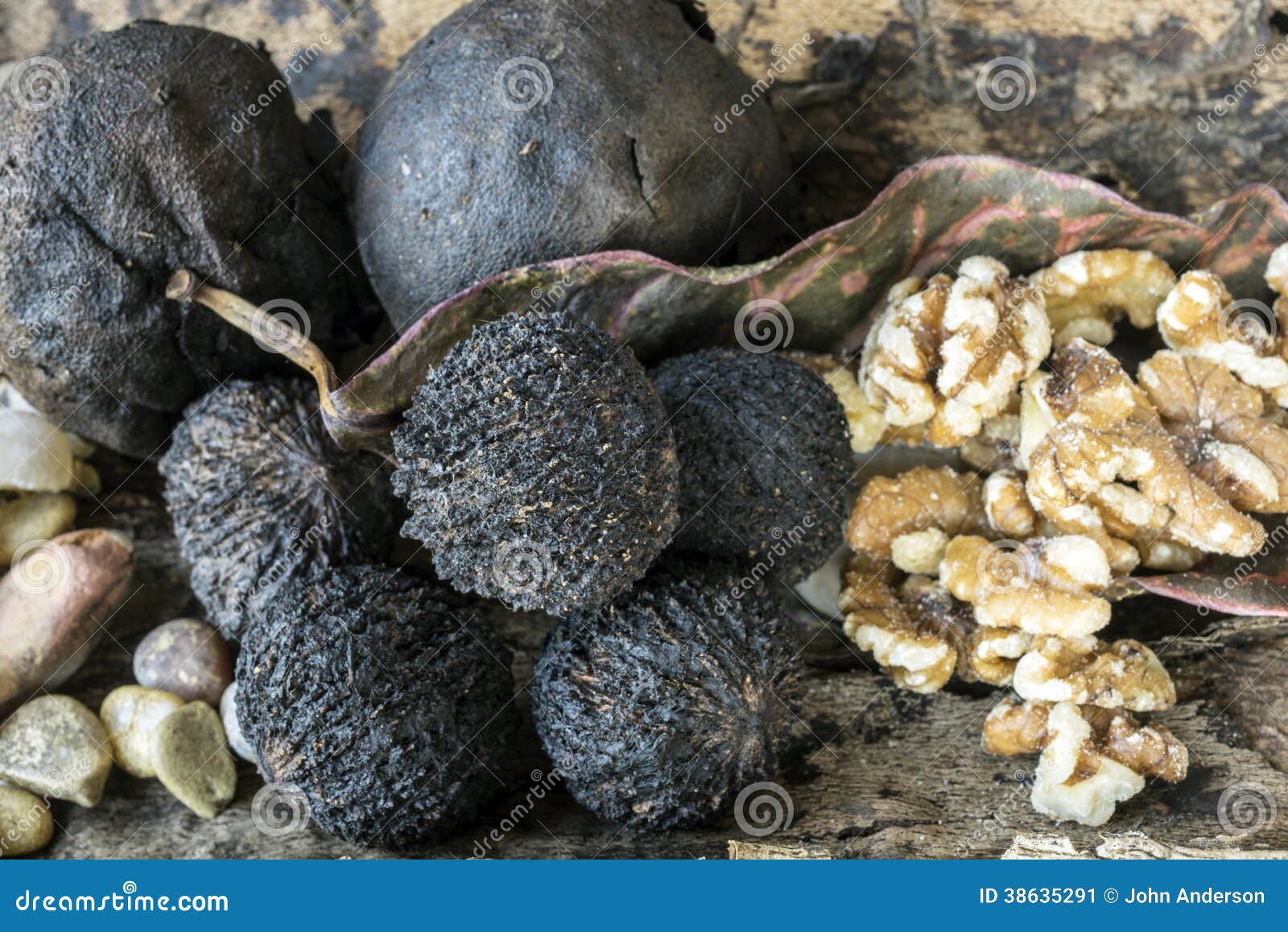 Juglans Nigra, La Noce Nera Orientale Immagine Stock - Immagine di noce ...