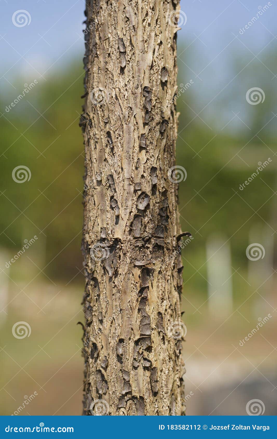 Juglans Nigra Walnut Tree Trunk on Blurred Background. Slightly Shallow ...