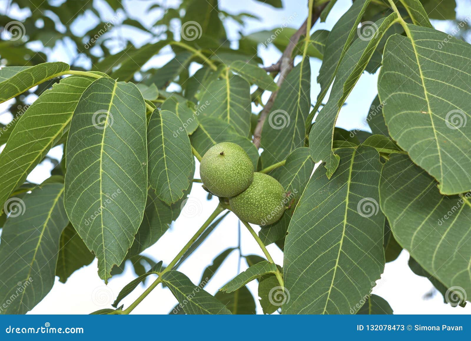 Fresh Walnuts of Juglans Regia Tree Stock Image - Image of circassian ...