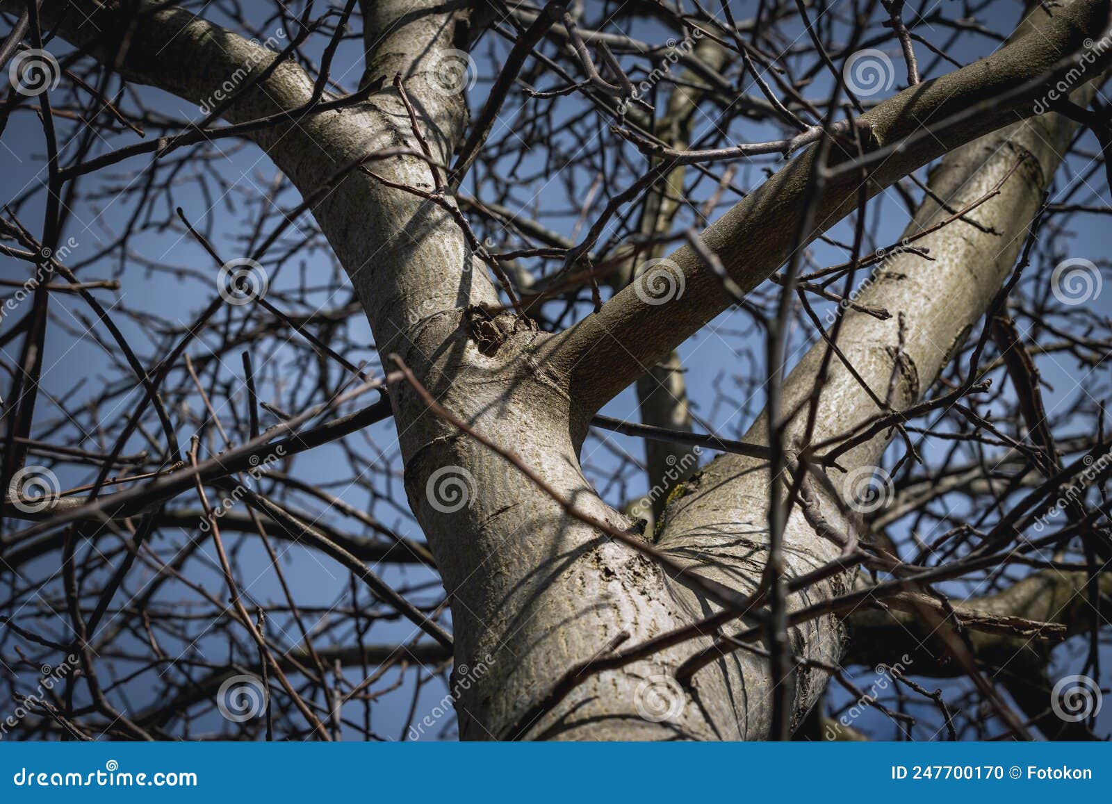 Walnut tree trunk stock photo. Image of macro, green - 247700170