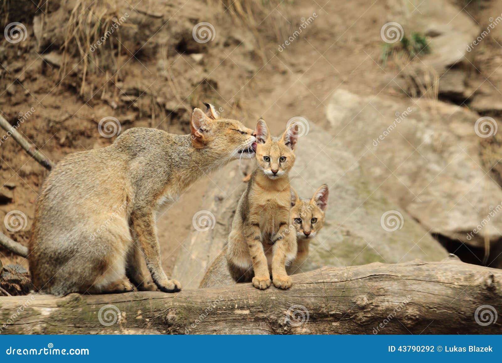 Jugle Cat Stock Photos - Free & Royalty-Free Stock Photos from Dreamstime