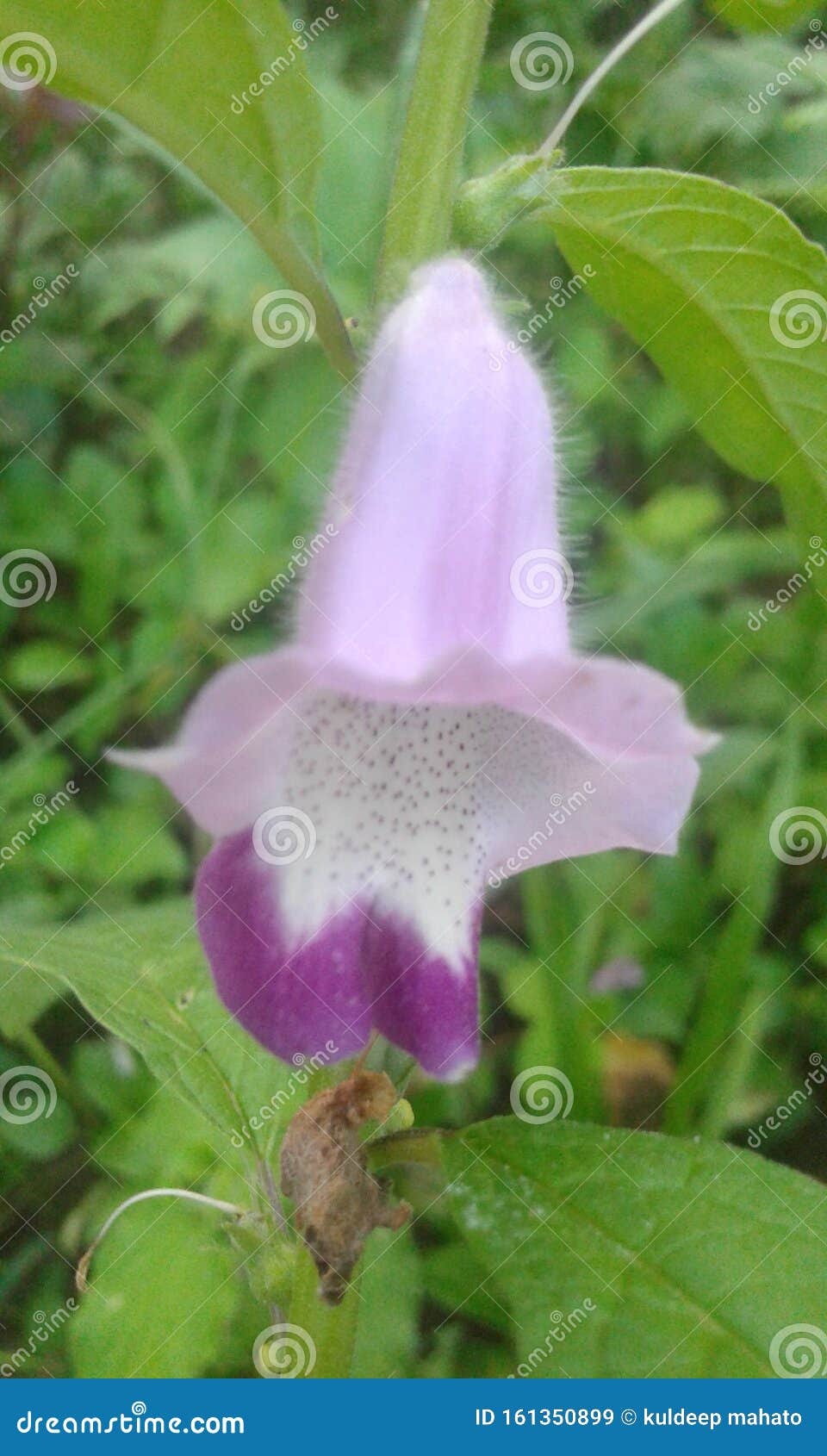 Jungli Flower Til in Indian Village Name Stock Image - Image of ...