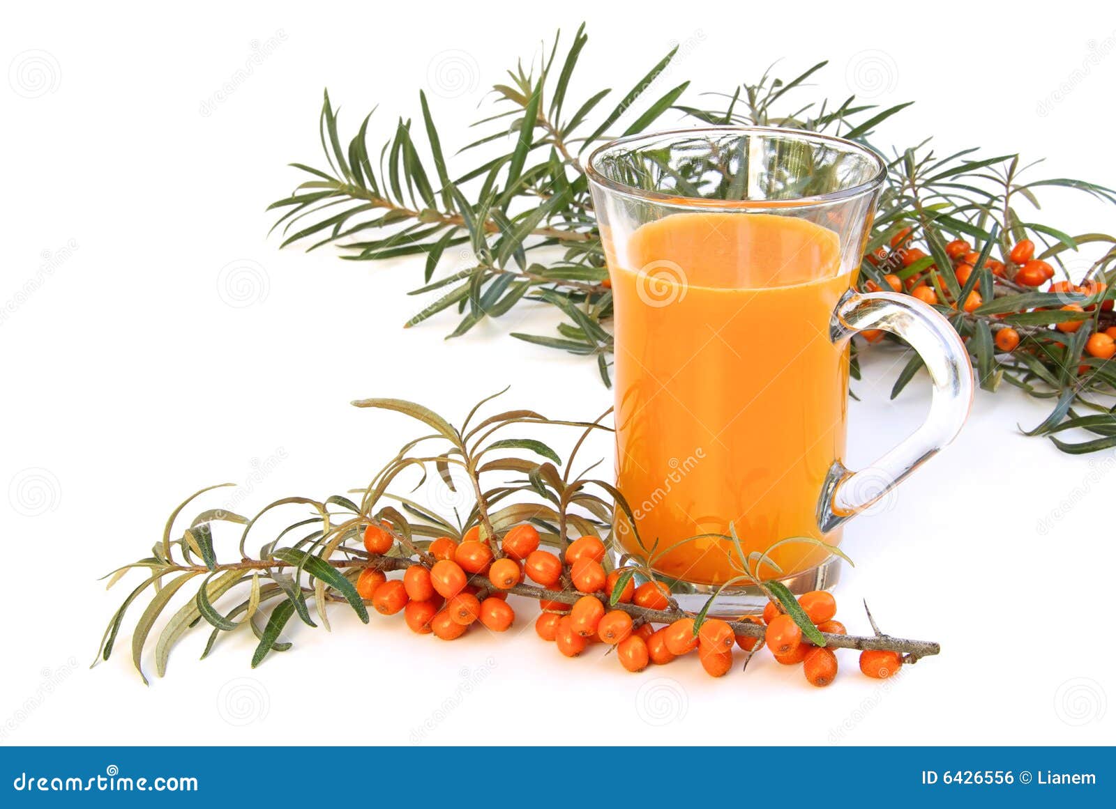 Jugo Cetrino 04 De La Espina Foto de archivo - Imagen de herbario, sano ...