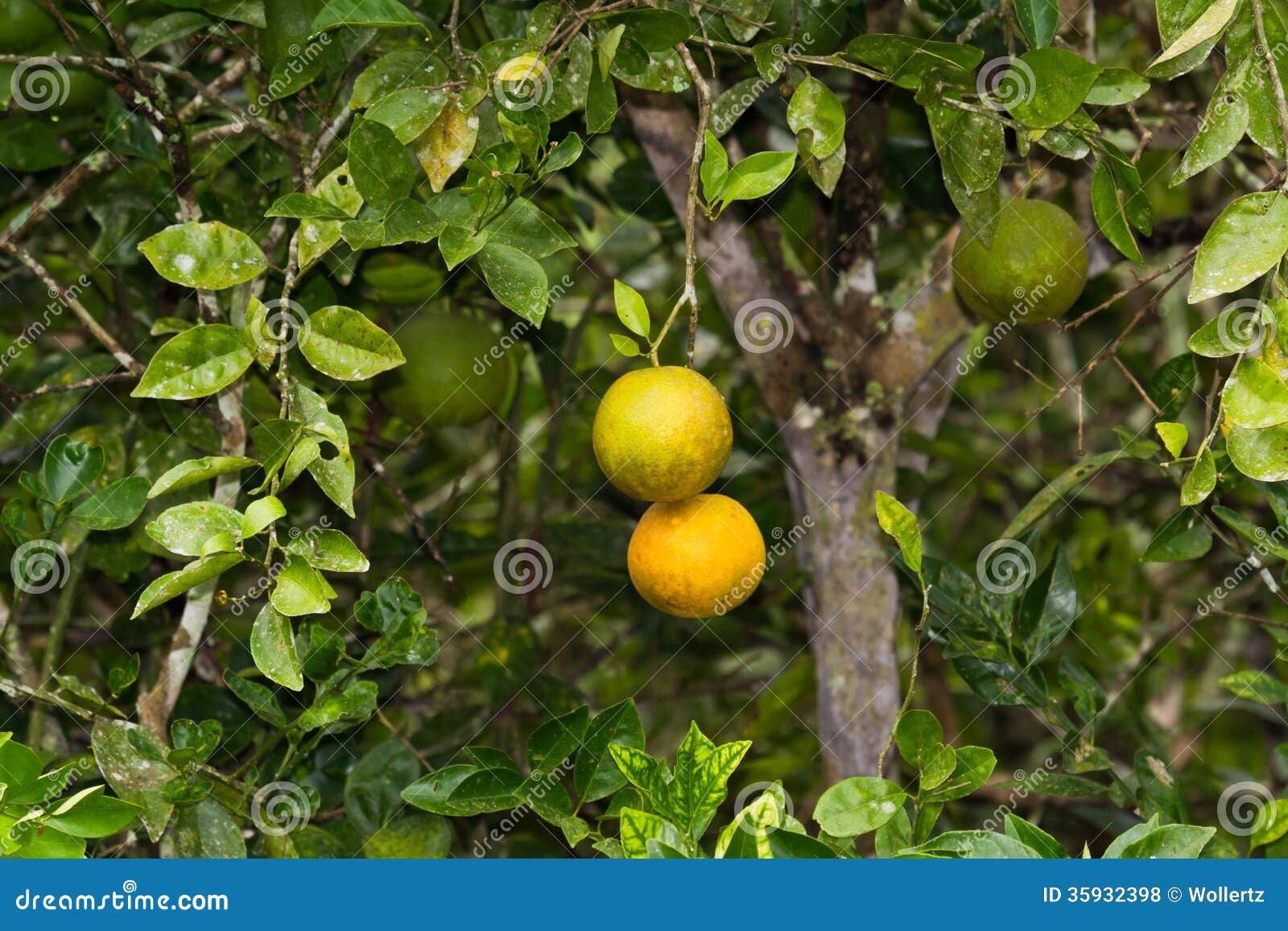 Juice Oranges stock photo. Image of tropical, organic - 35932398