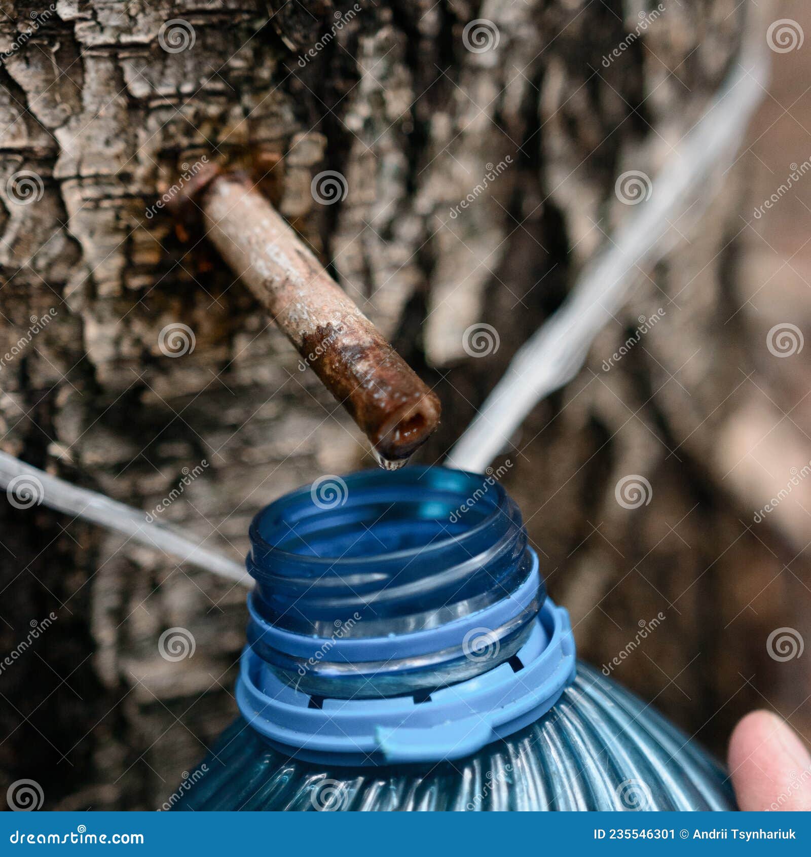 Juice of Organic Origin, a Drop of Birch Sap Close Up, Forest Birch Sap ...