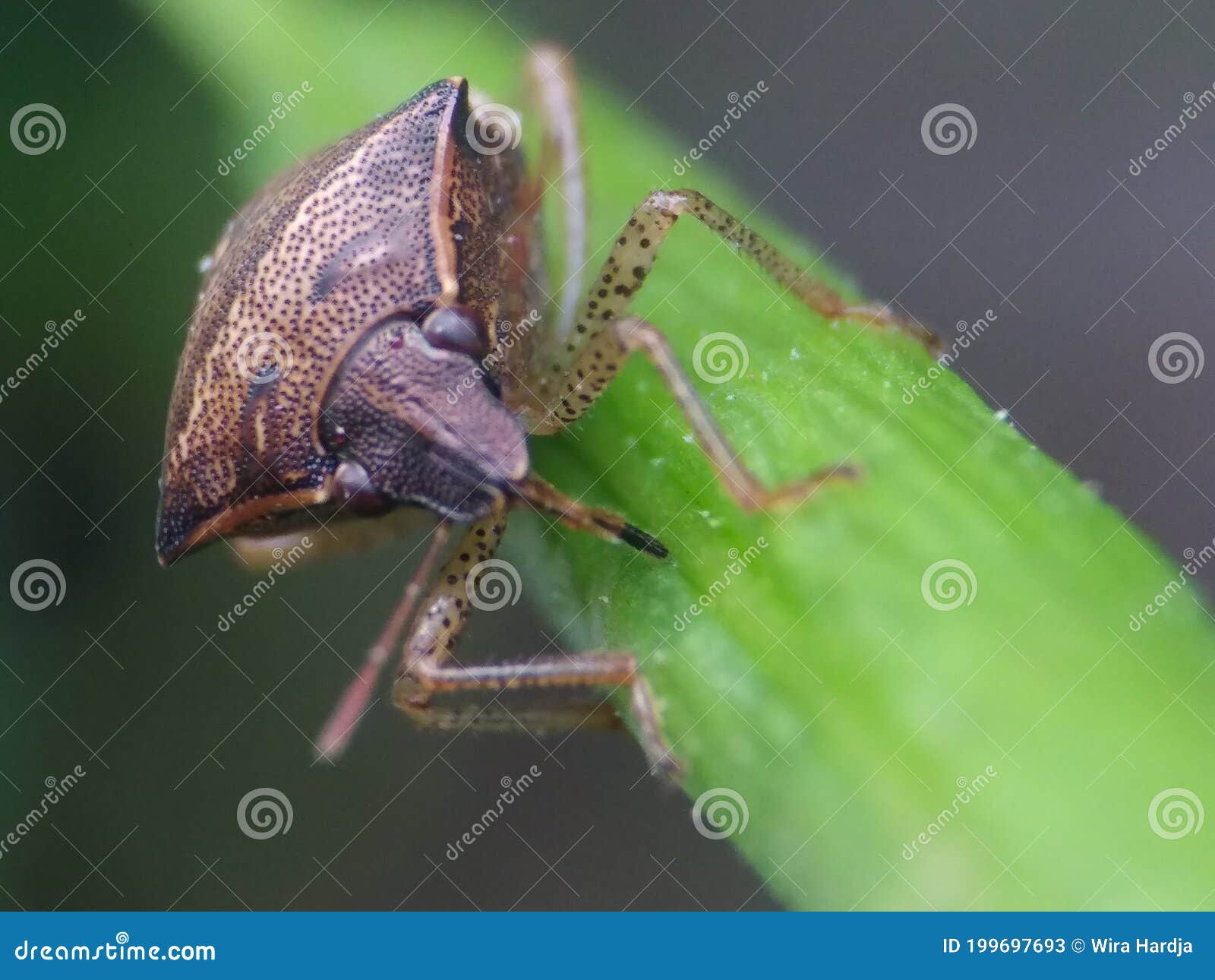 Juice sucking insects stock image. Image of green, invertebrate - 199697693