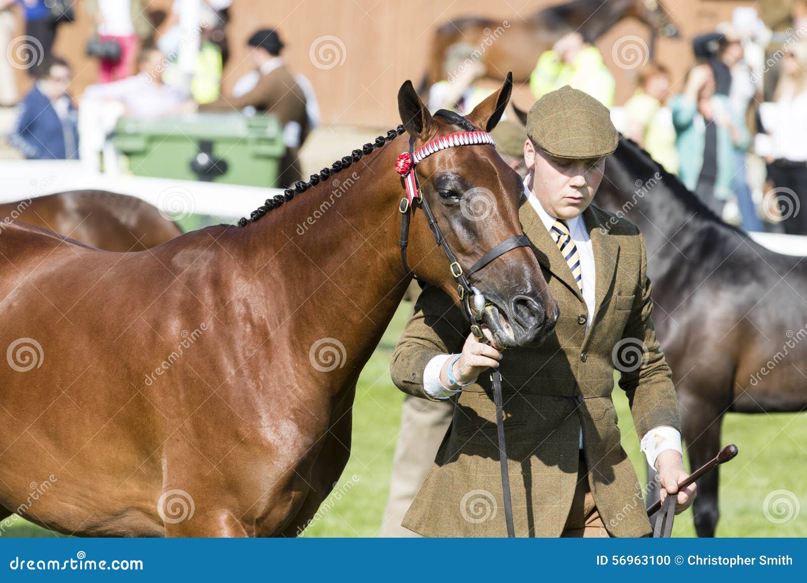 Juicio de caballos imagen editorial. Imagen de jinetes - 56963100