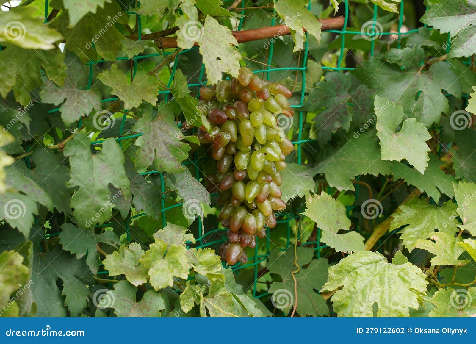 Juicy Appetizing Green Grapes among the Foliage. Stock Photo - Image of ...