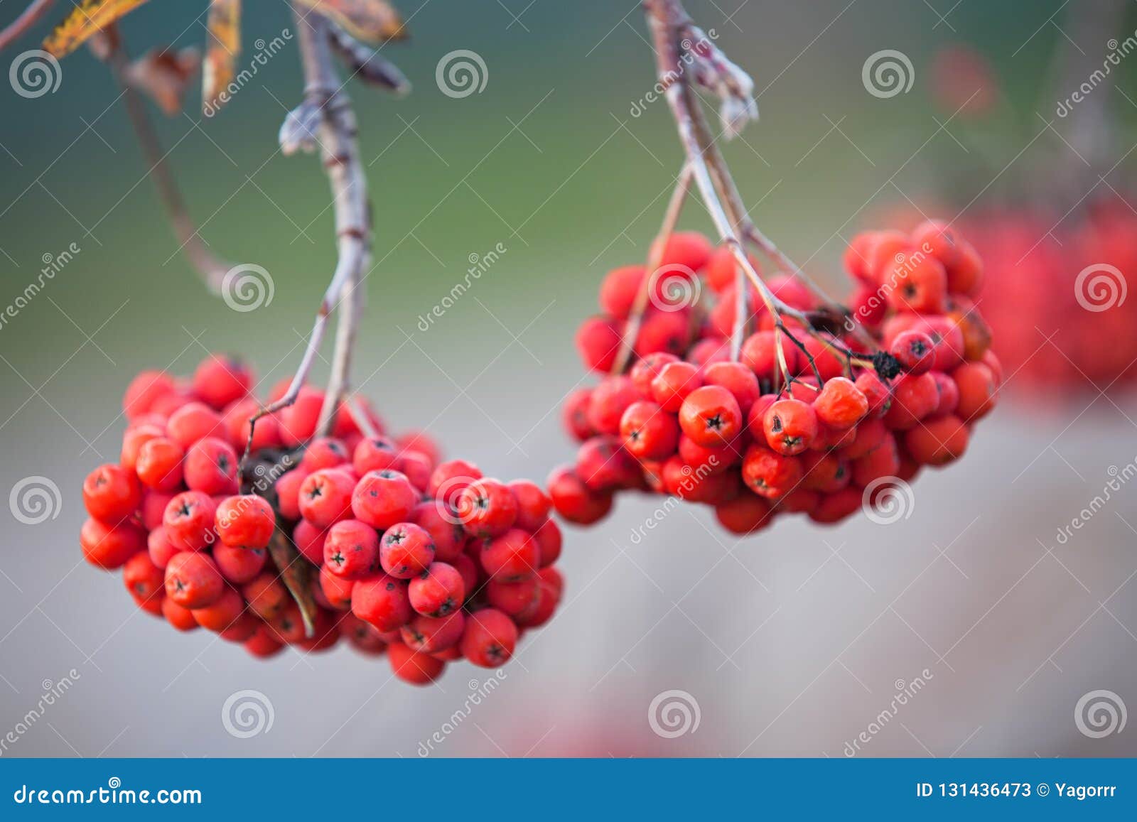 Juicy Beautiful Clusters of Mountain Ash on the Branches in the Autumn ...