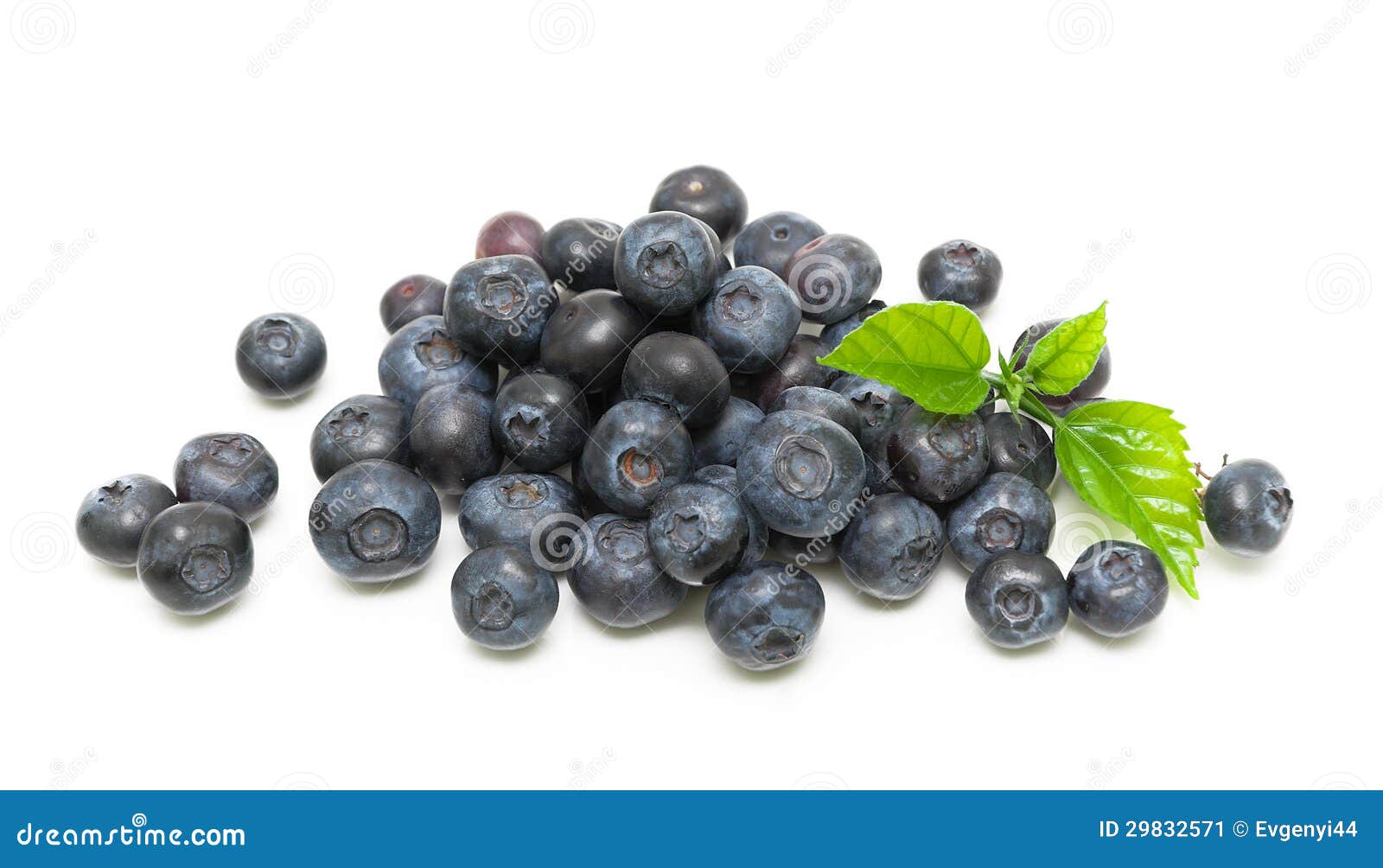 Ripe Blueberries on a White Background. Horizontal Photo. Stock Image ...