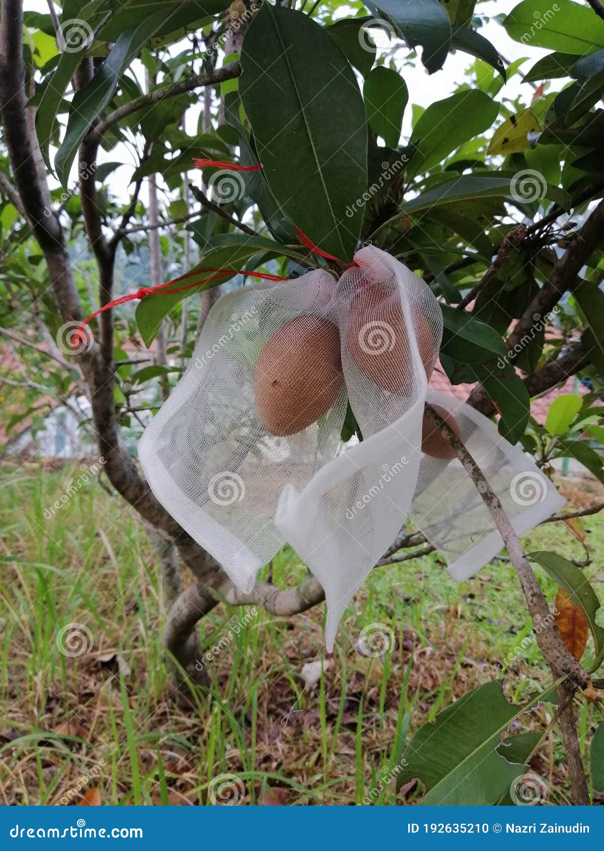 Juicy Ciku fruit stock photo. Image of produce, fruit - 192635210